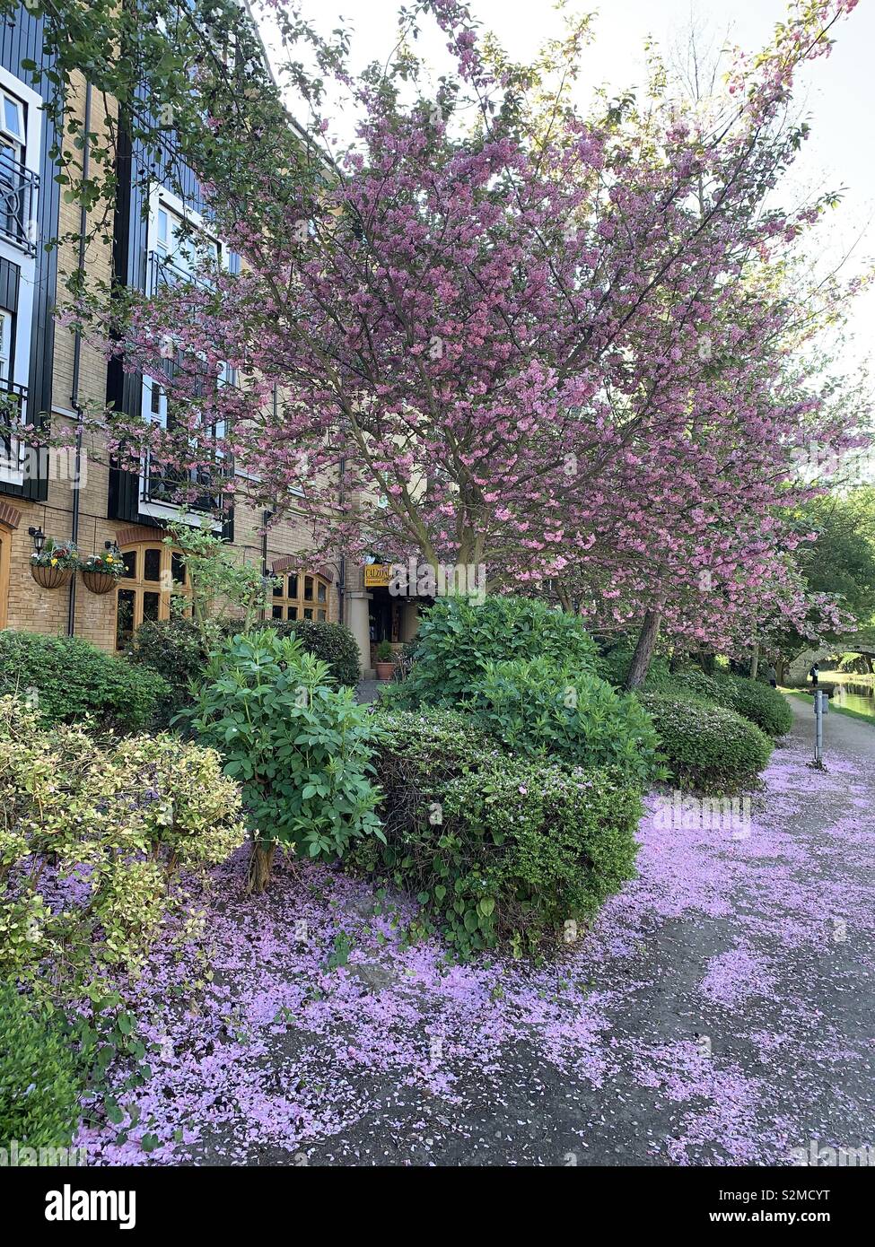 Fallen cherry blossom Banque de photographies et d’images à haute ...