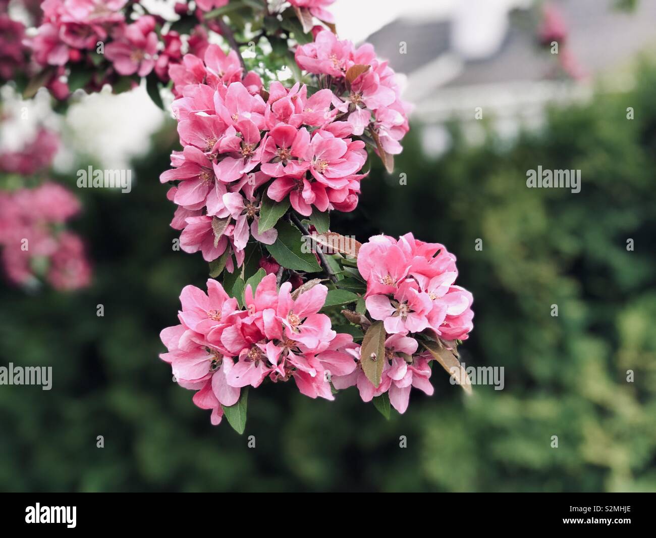 Fleurs de printemps roses Banque de photographies et d’images à haute ...