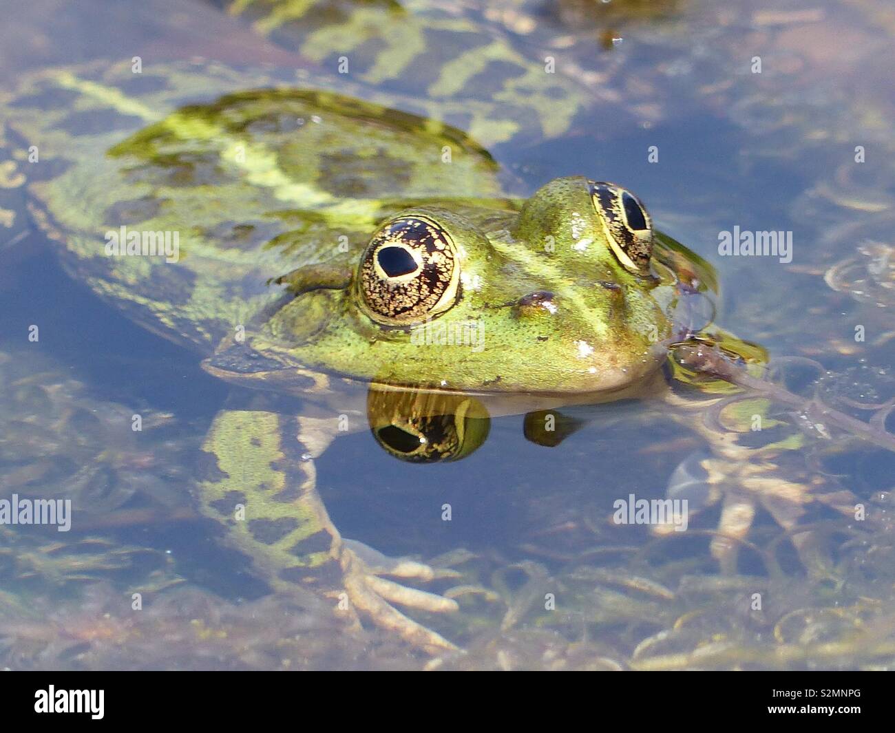 Yeux de grenouille Banque de photographies et d’images à haute ...
