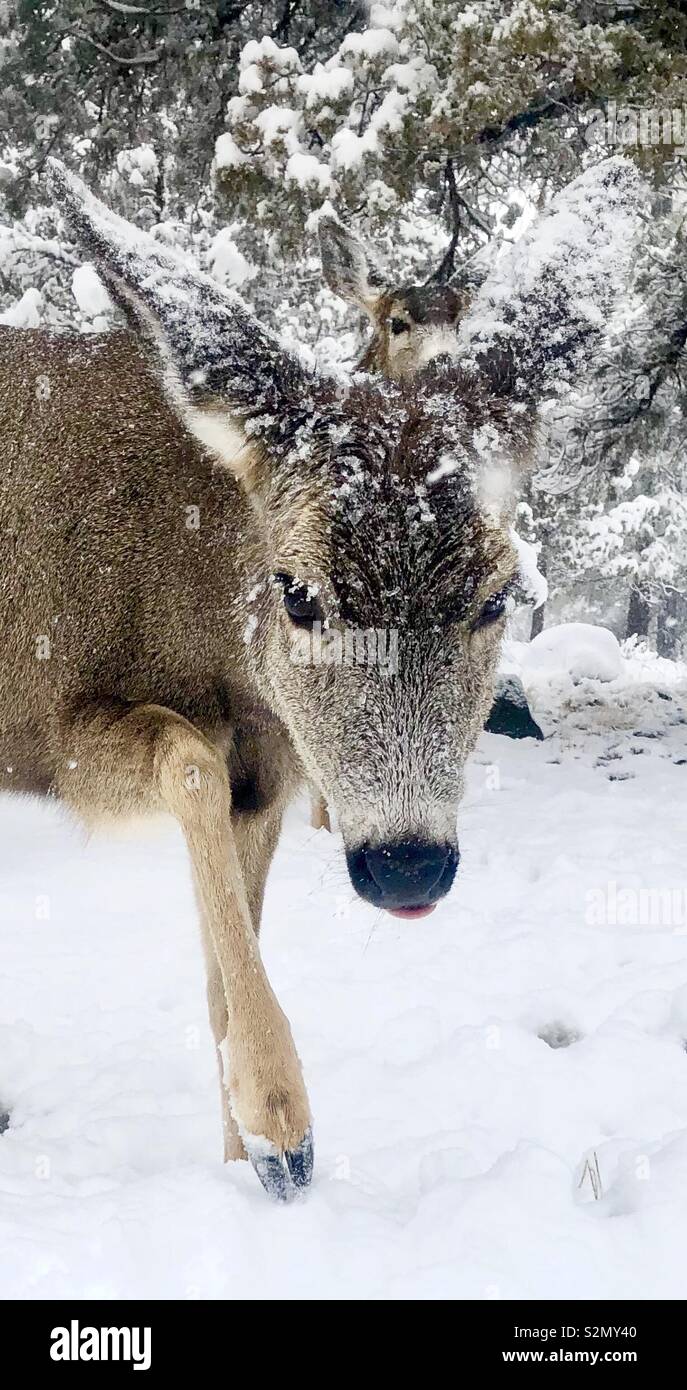 Cerf avec de la neige Banque de photographies et d’images à haute ...