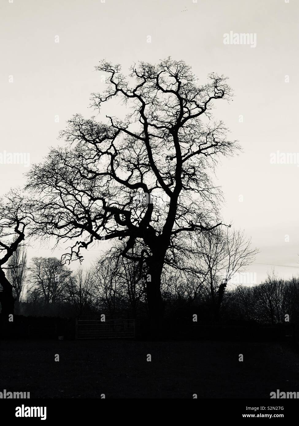 Arbre d'hiver noir et blanc Banque de photographies et d’images à haute ...