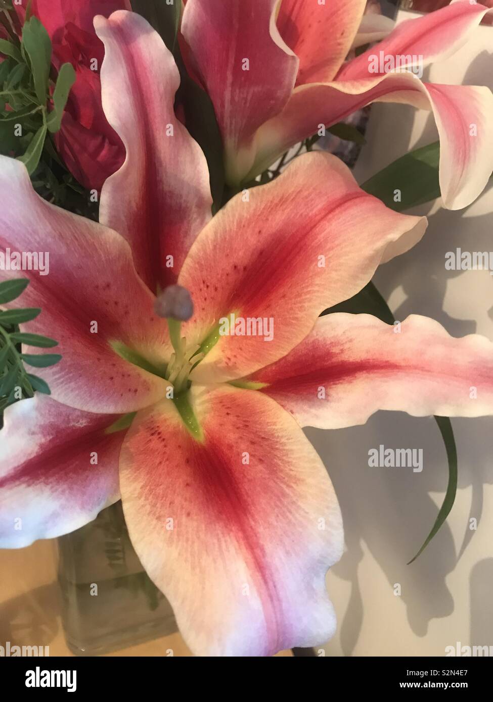 Fleur de lys ouverte Banque de photographies et d’images à haute ...