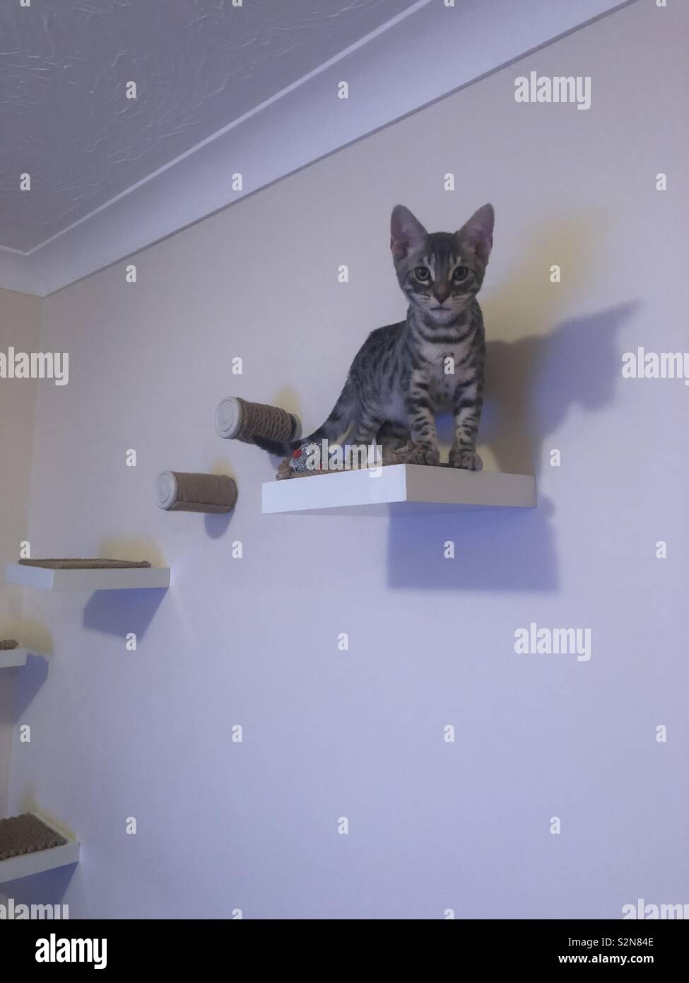 Cat mural Banque de photographies et d’images à haute résolution - Alamy