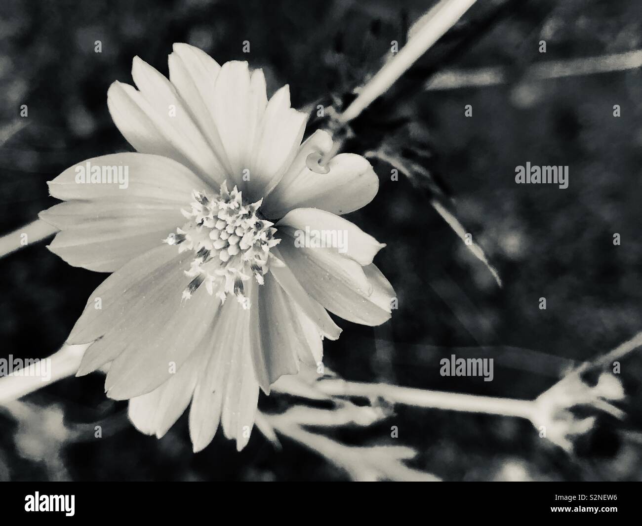 Jolie fleur noir et blanc Banque de photographies et d’images à haute ...