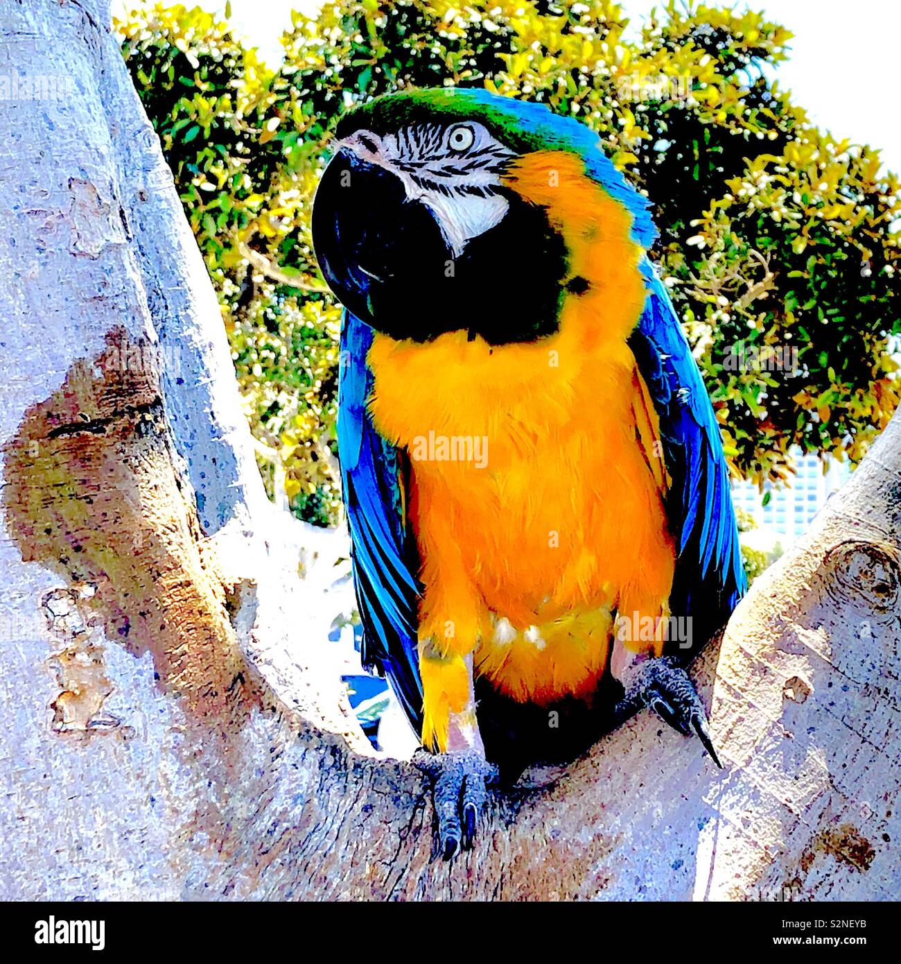 Perroquet coloré Banque de photographies et d’images à haute résolution ...