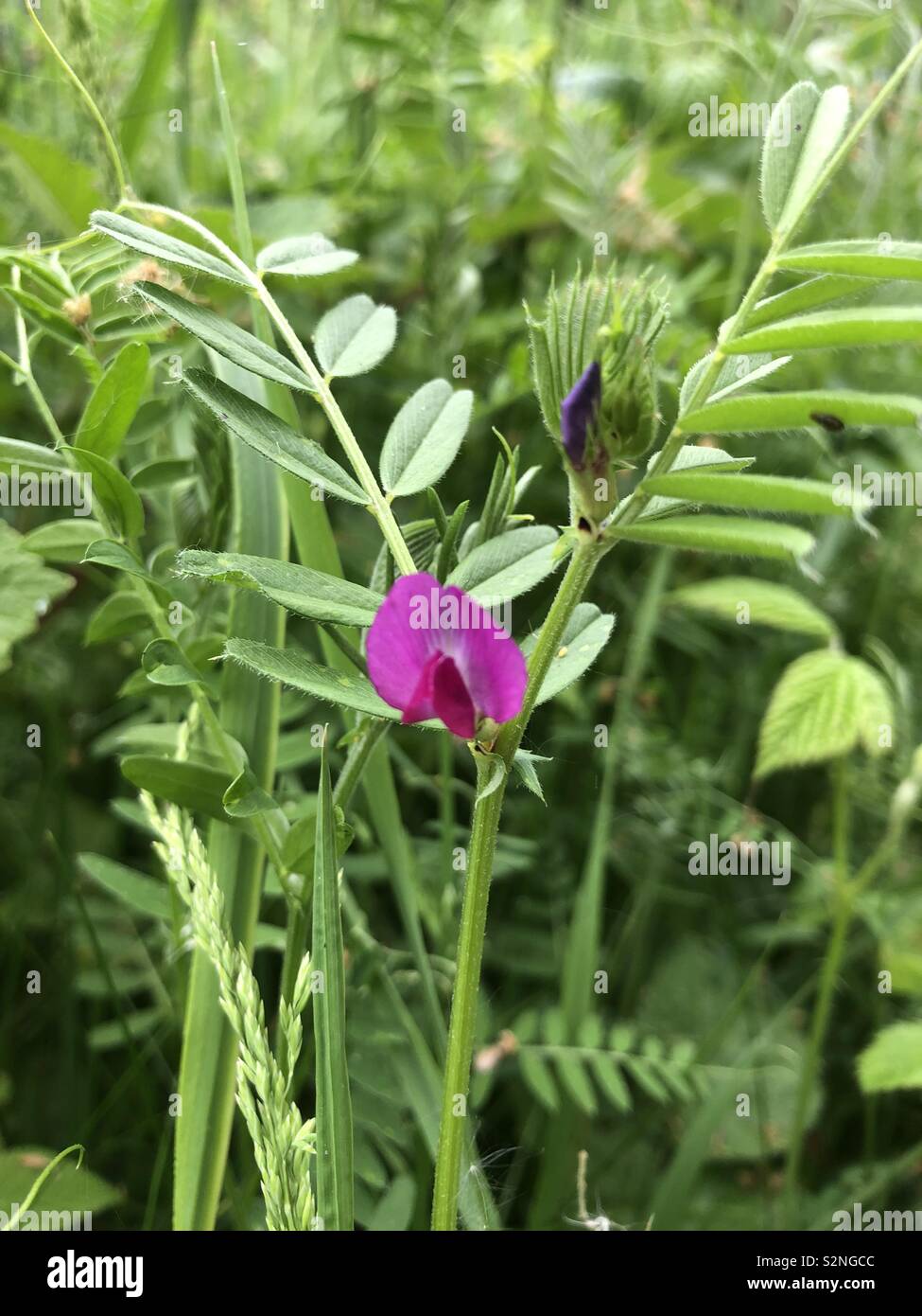 Vesce sauvage commune Banque de photographies et d’images à haute ...