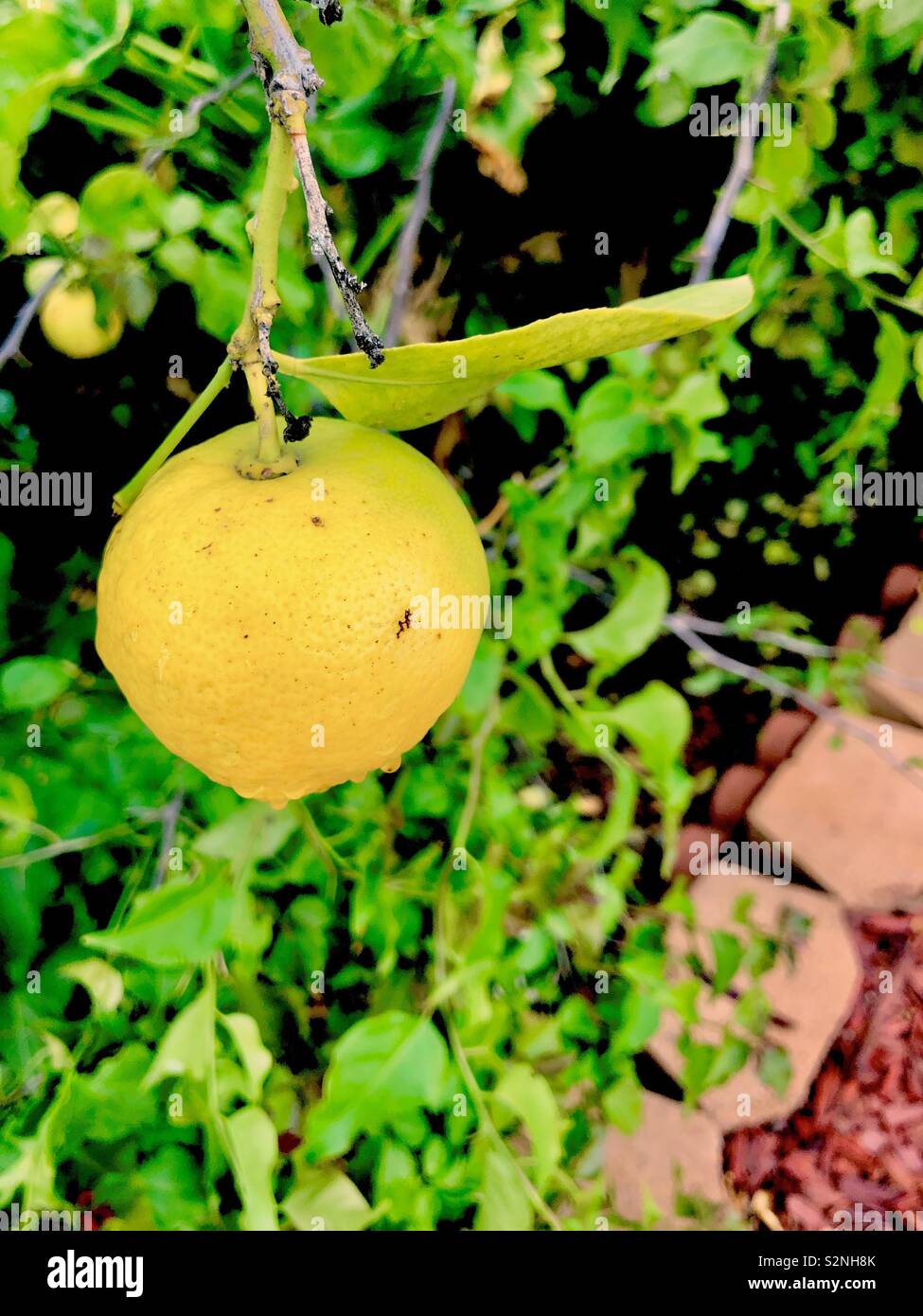 Citronnier en croissance Banque de photographies et d’images à haute ...