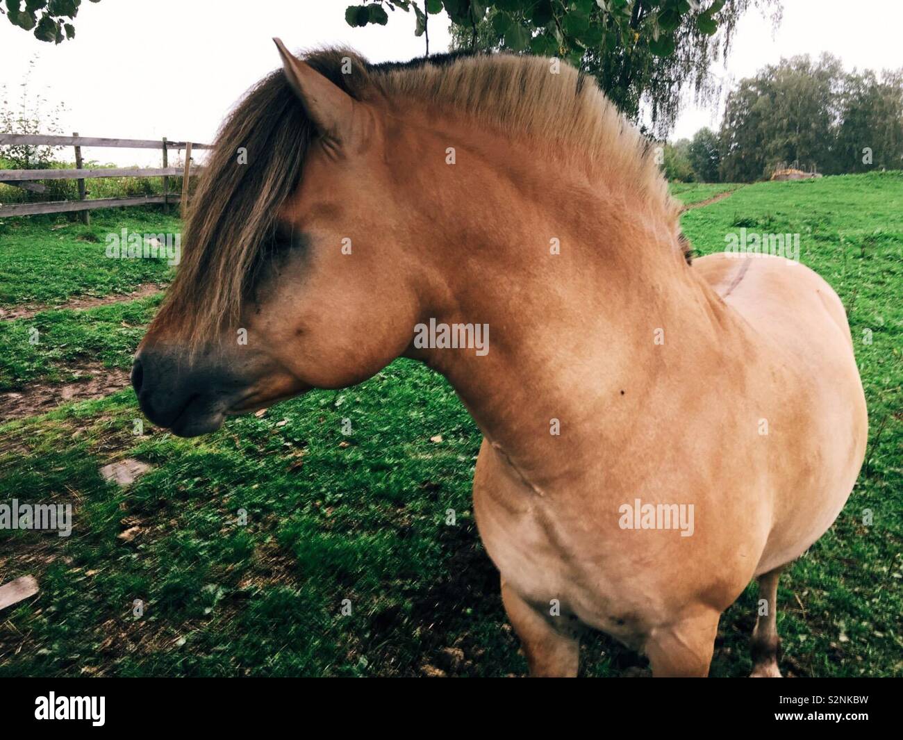 Norwegian horse Banque de photographies et d’images à haute résolution ...