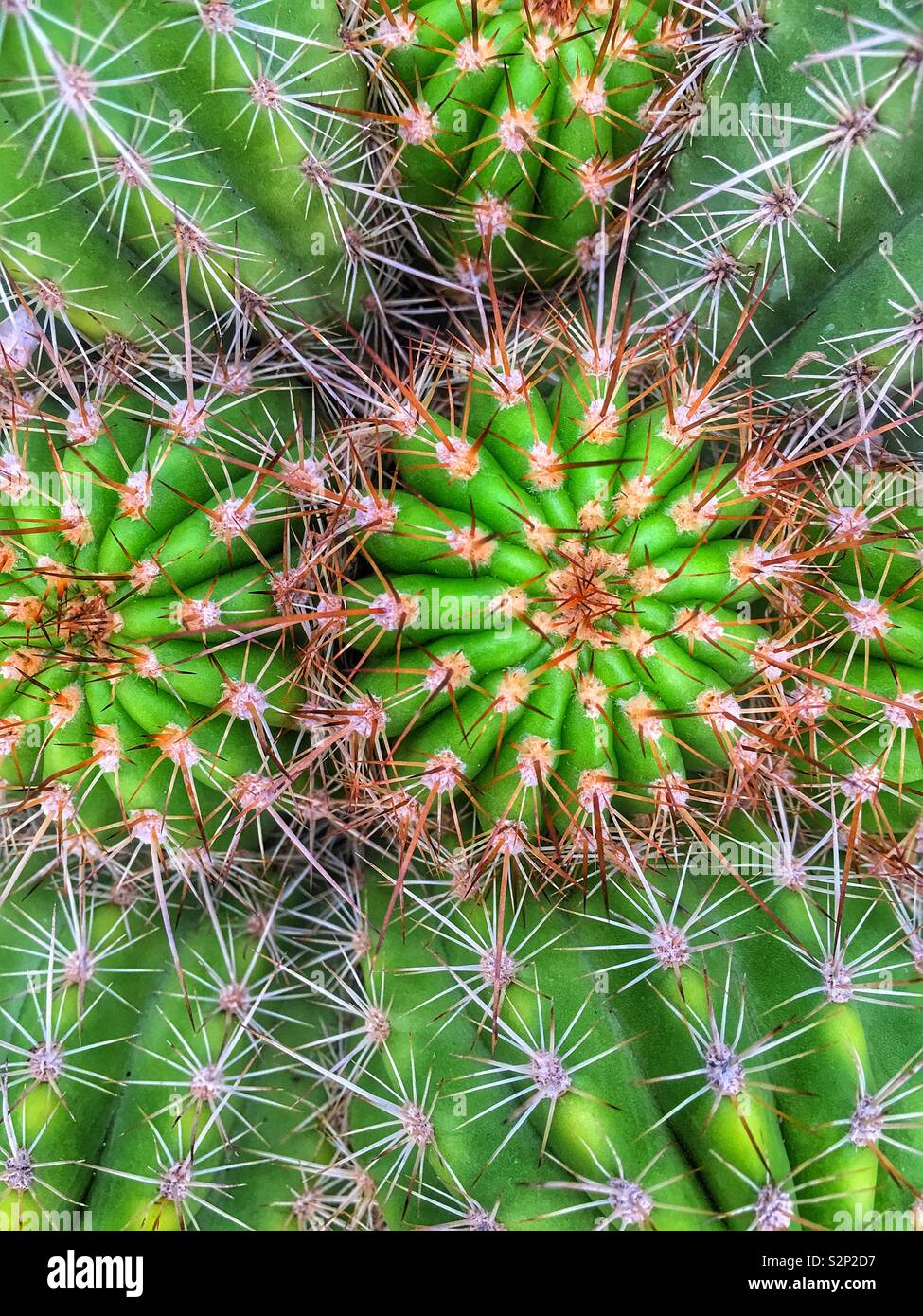 Aiguille de cactus Banque de photographies et d’images à haute ...