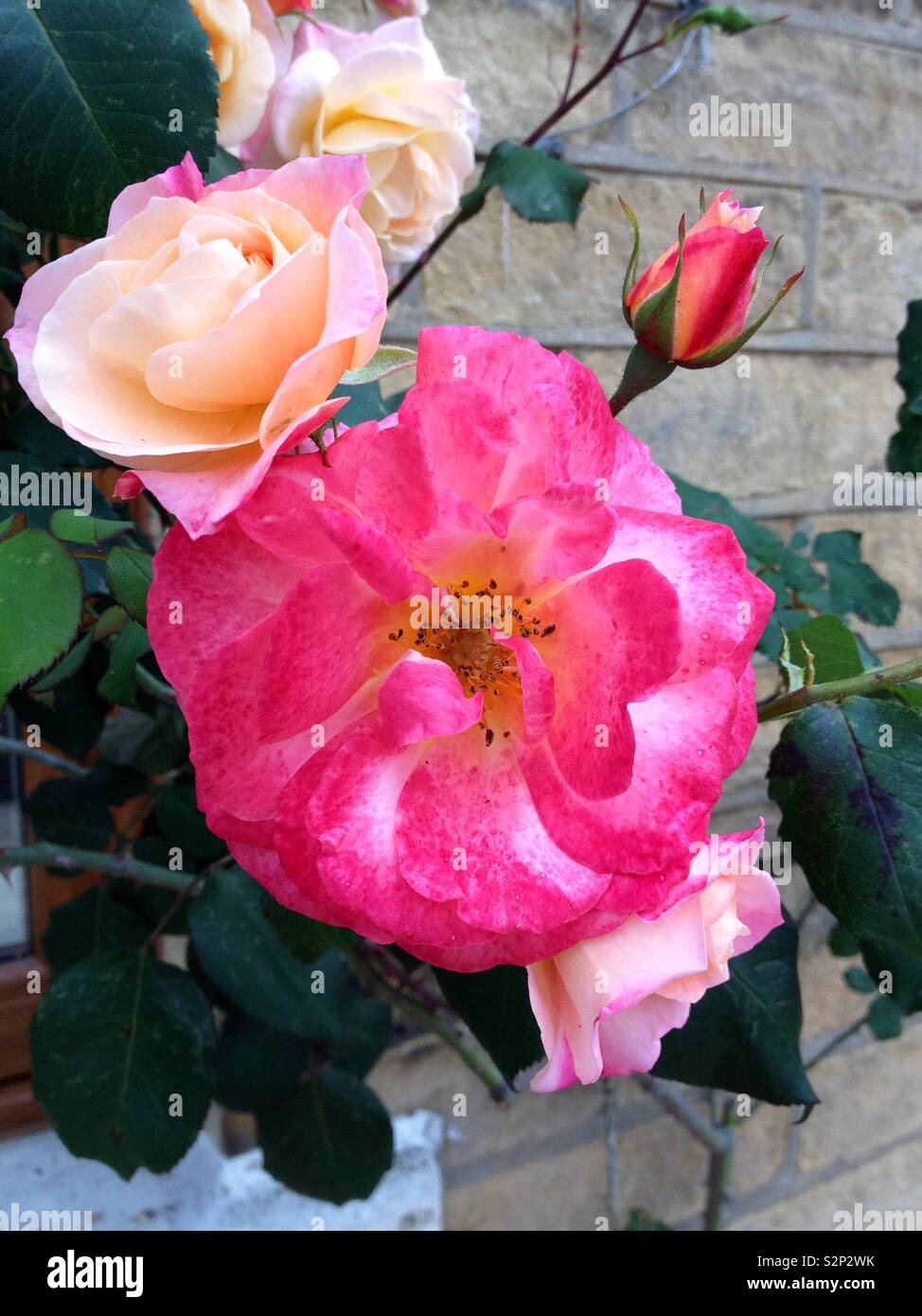 Fleurs arc en ciel Banque de photographies et d’images à haute ...