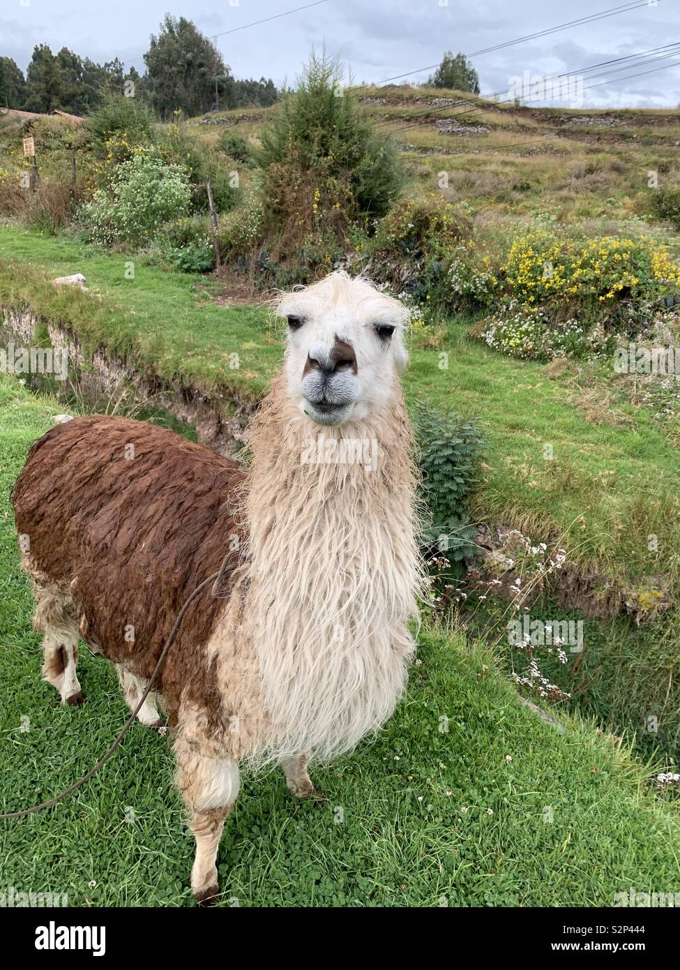 Lama cusco Banque de photographies et d’images à haute résolution - Alamy