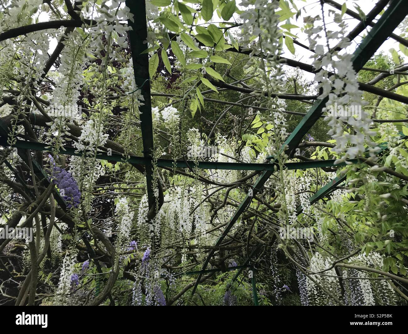 Fleurs foret Banque de photographies et d’images à haute résolution - Alamy
