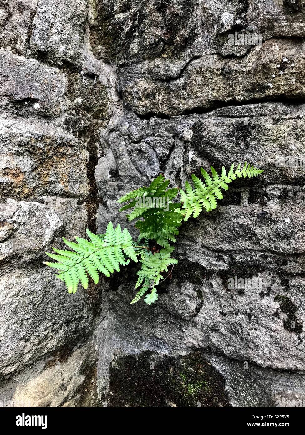 Mur de fougère Banque de photographies et d’images à haute résolution ...