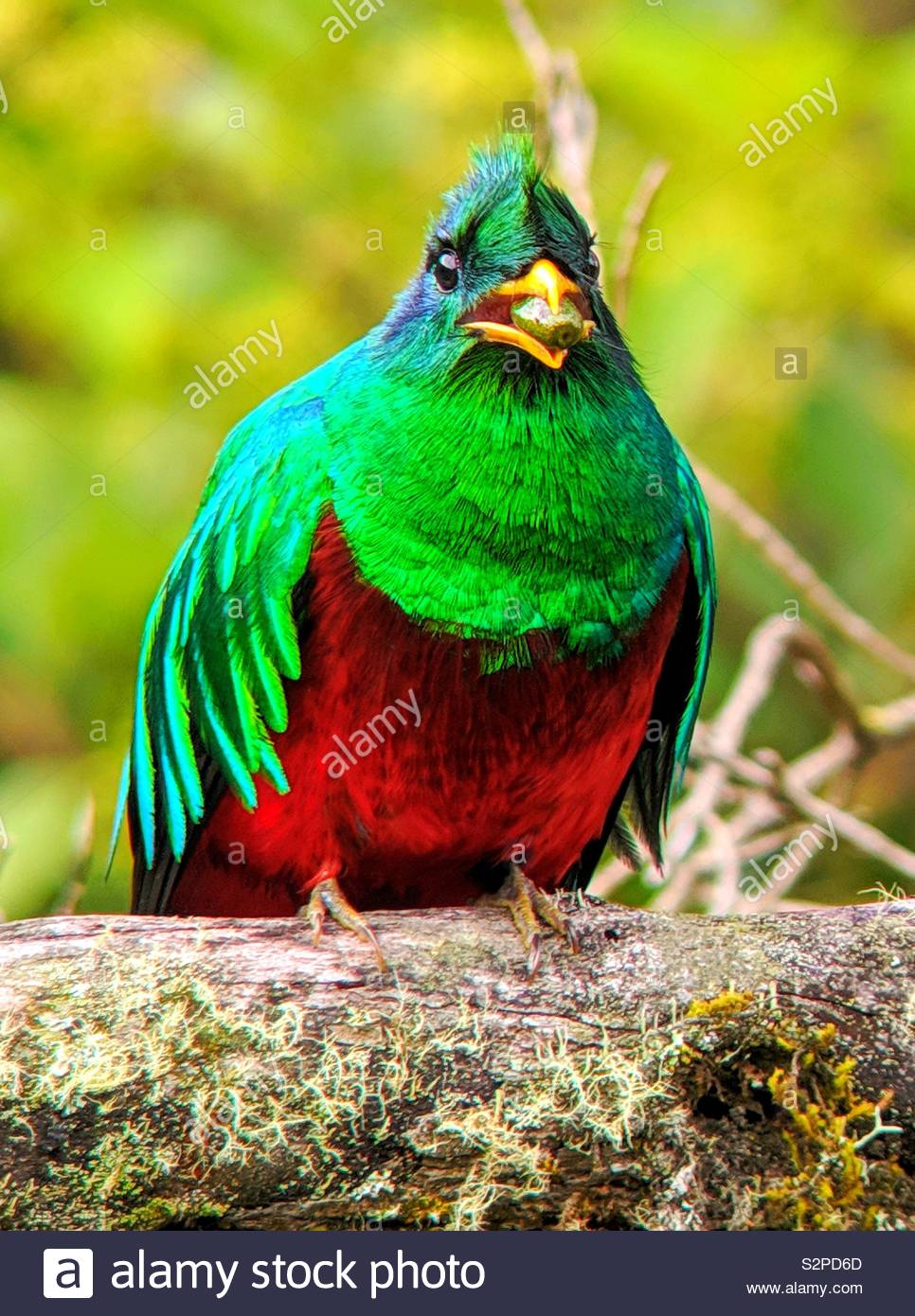 Oiseau quetzal Banque de photographies et d’images à haute résolution ...