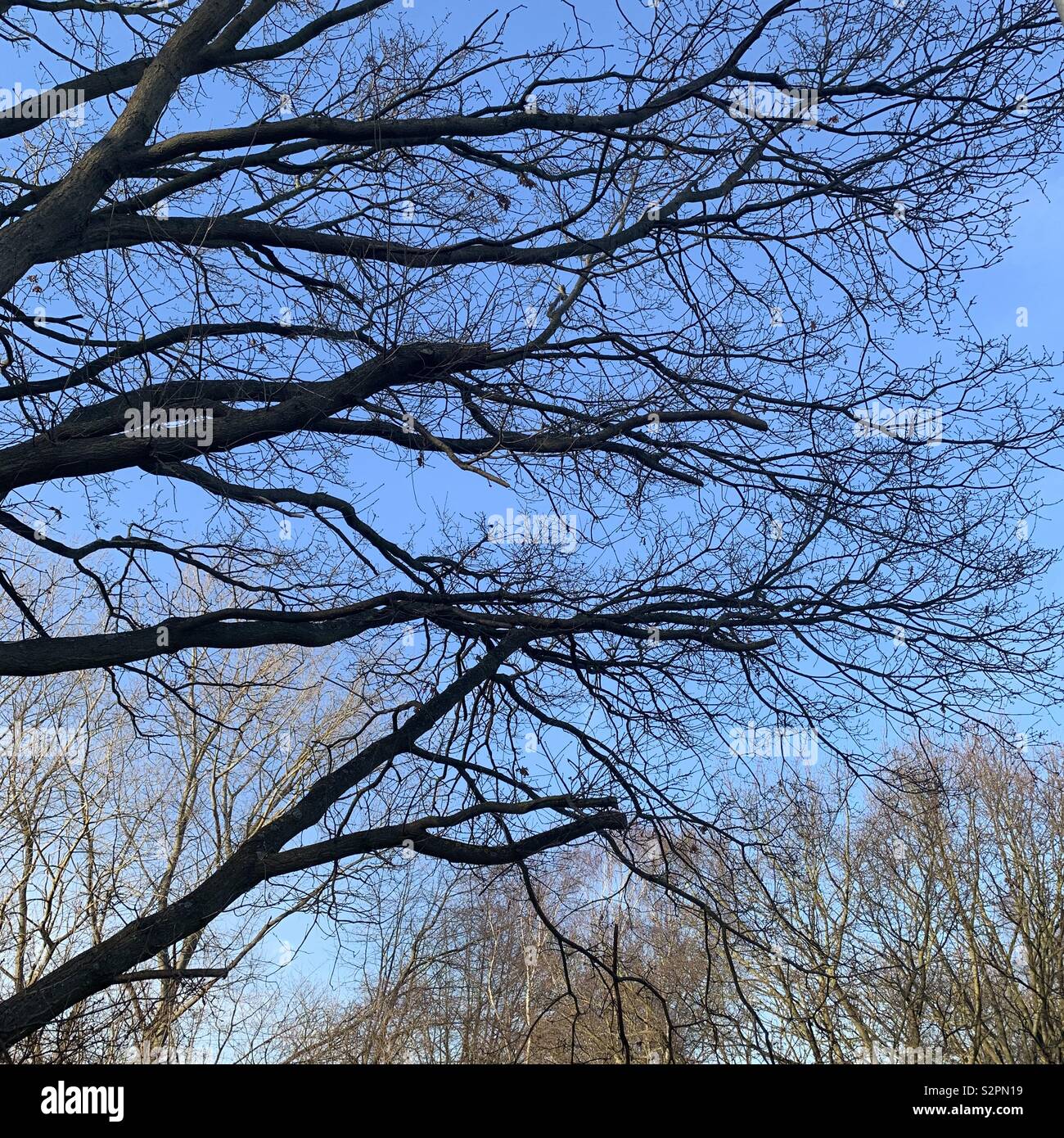 Arbre hiver Banque de photographies et d’images à haute résolution - Alamy