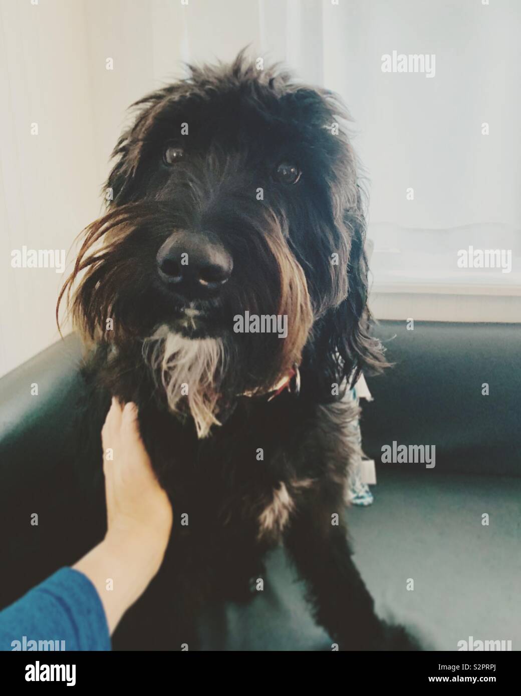 Ami de la fourrure Banque de photographies et d’images à haute ...