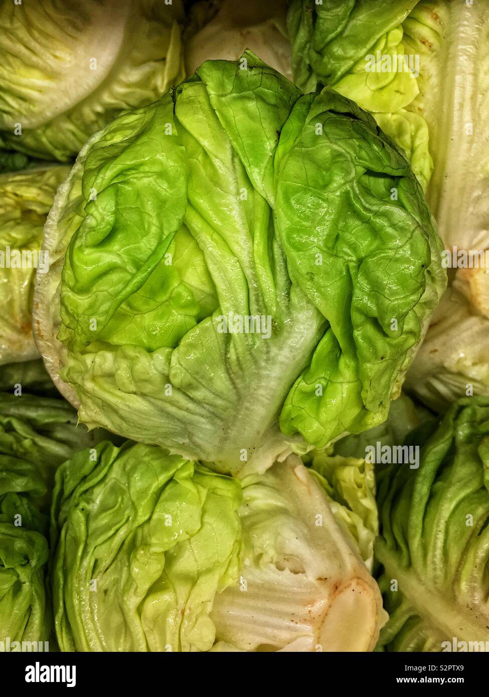 Boston lettuce Banque de photographies et d’images à haute résolution ...