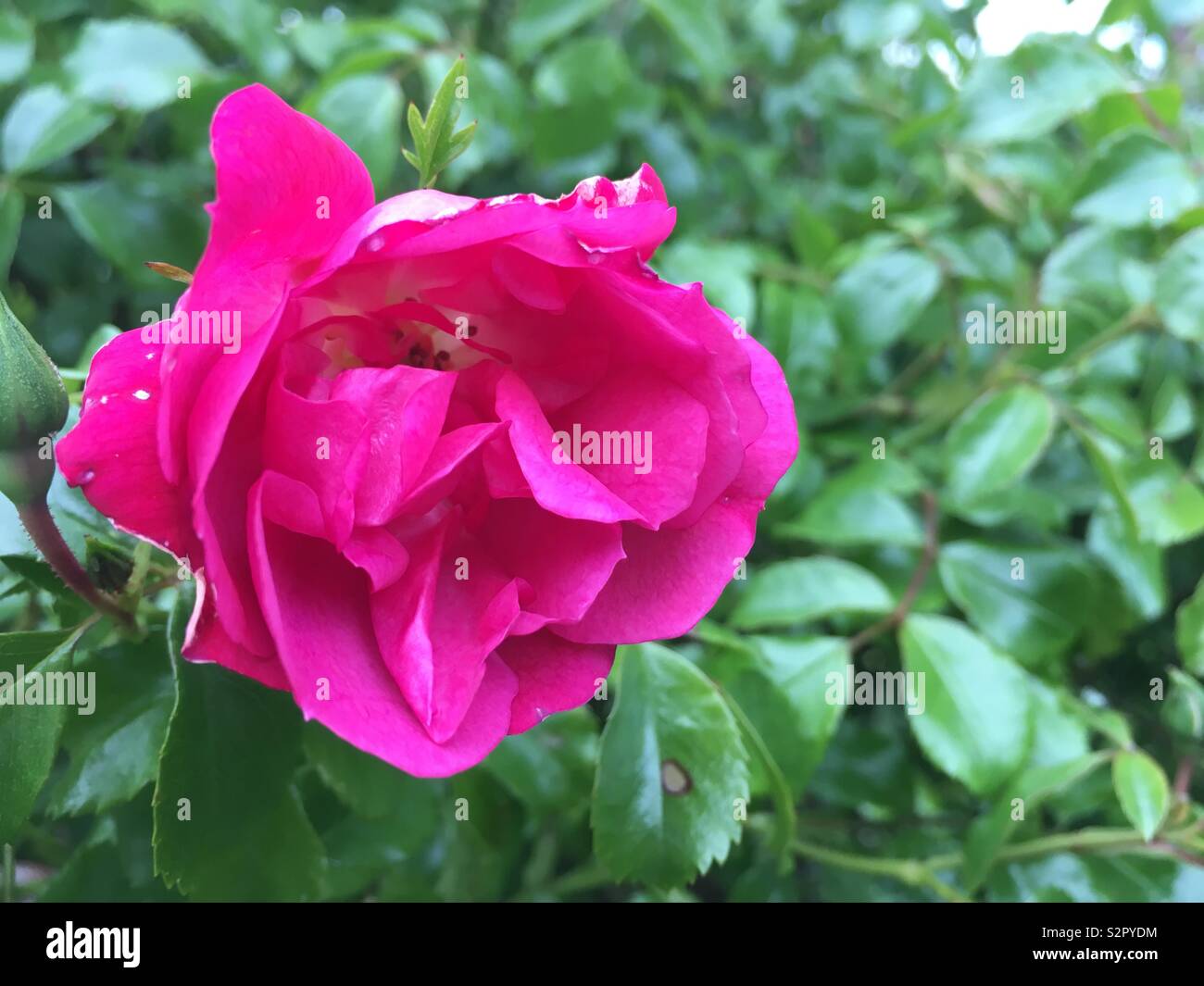 Arbuste rose rose Banque de photographies et d’images à haute ...