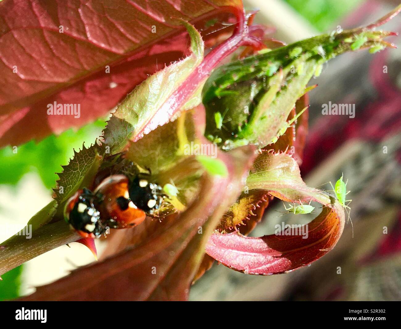 Accouplement de coccinelles Banque de photographies et d’images à haute ...