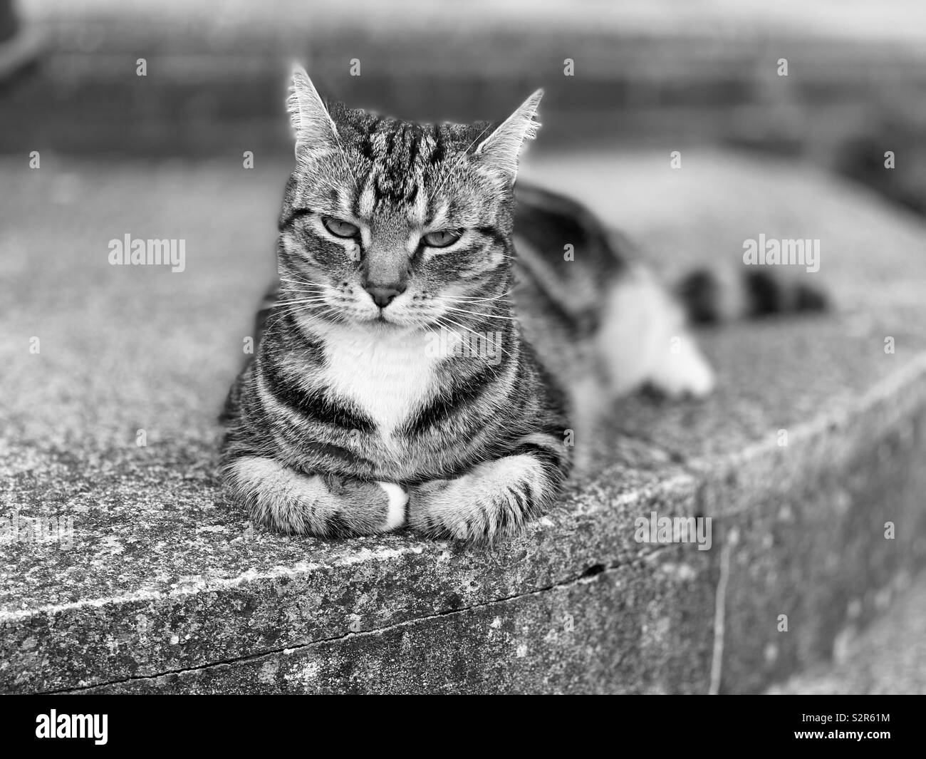 Chat en colère Banque d'images noir et blanc - Alamy