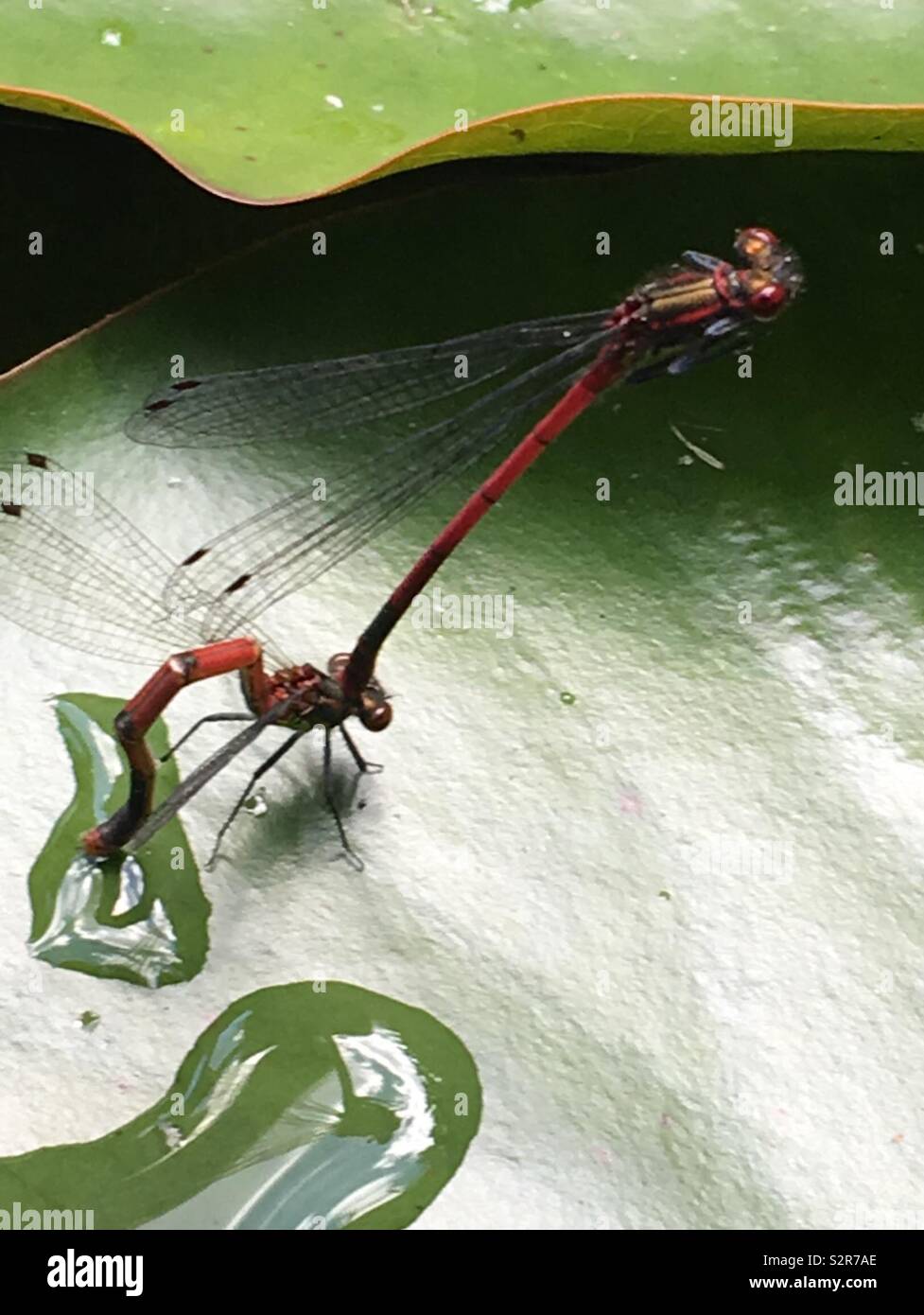 Accouplement de demoiselle rouge Banque de photographies et d’images à ...