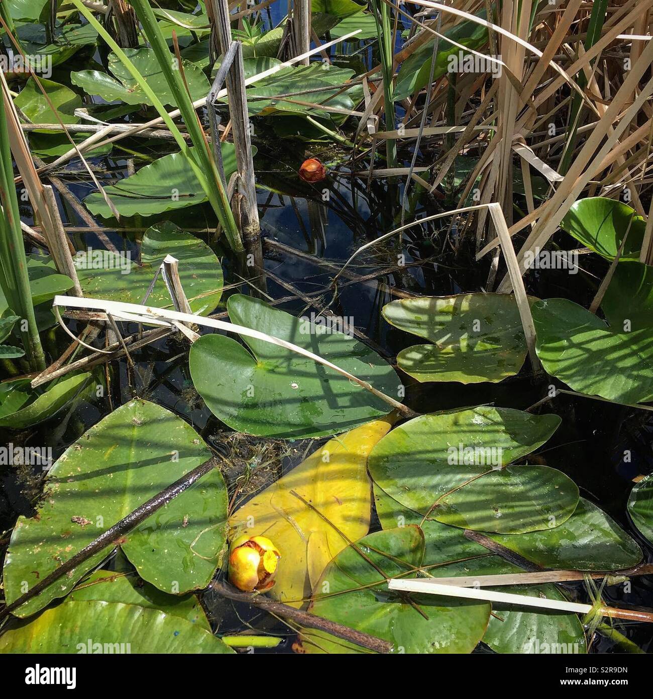 Lilly pad Banque de photographies et d’images à haute résolution - Alamy