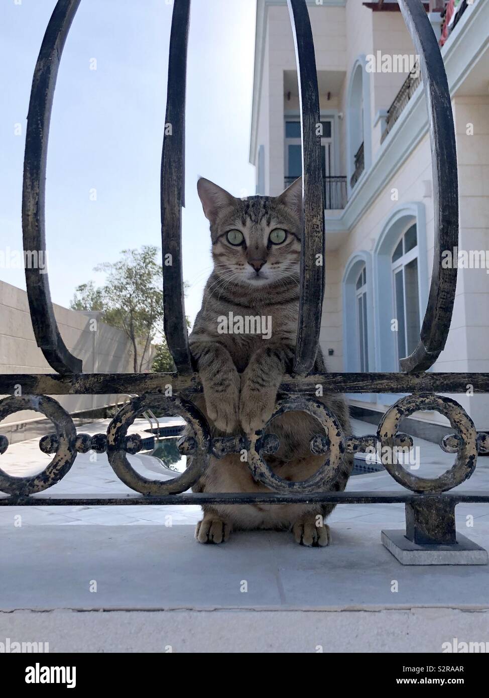 Chat bizarre Banque de photographies et d’images à haute résolution - Alamy