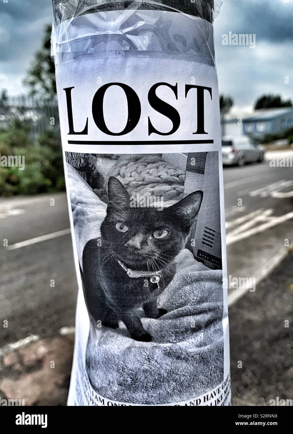 Affiche de chat perdu Banque de photographies et d’images à haute ...