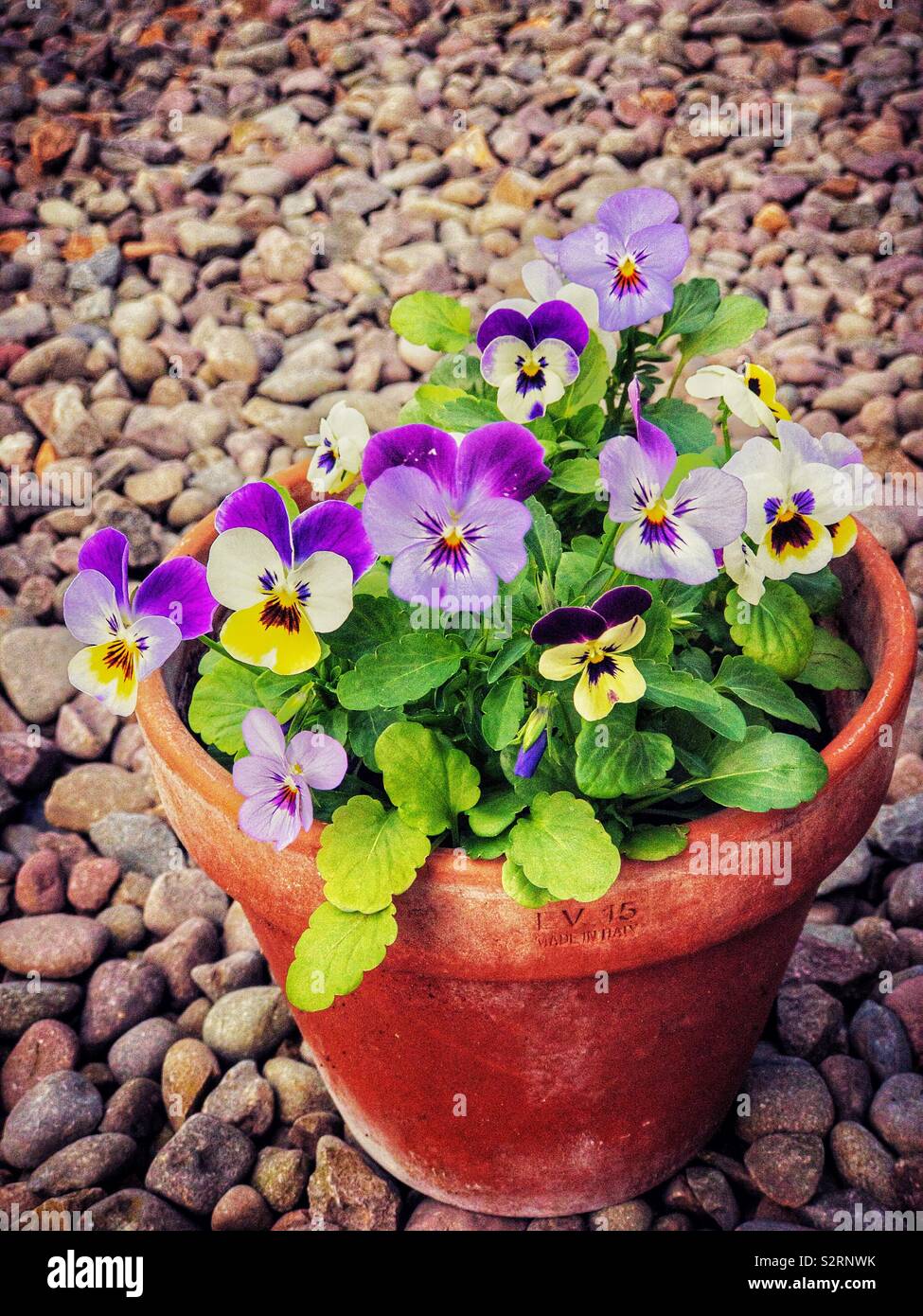 Plantes en pots de terre cuite Banque de photographies et d’images à ...
