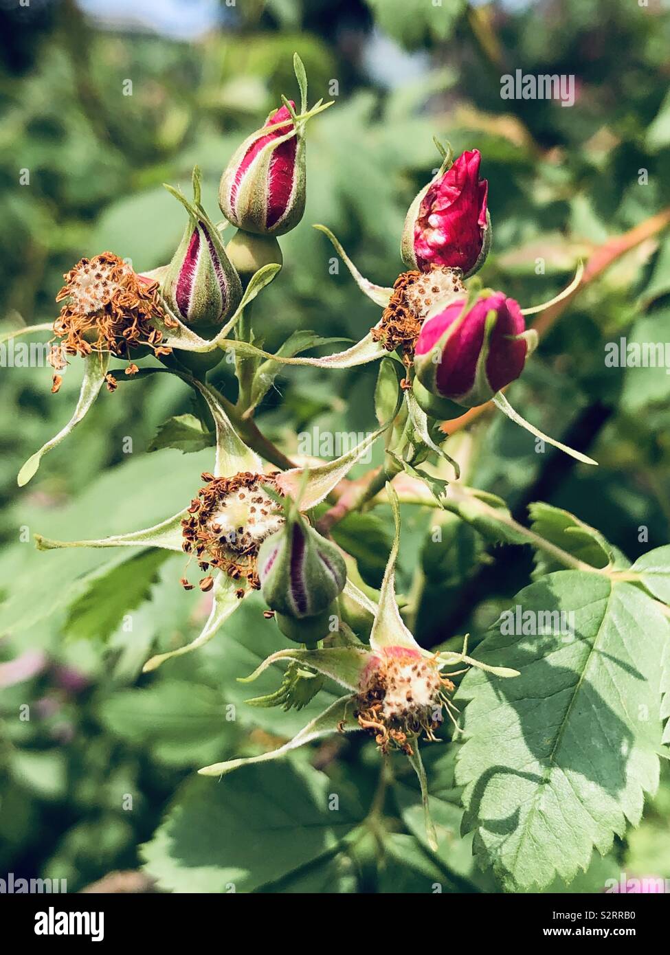 Alberta Wild Rose Flower Pink Banque d'image et photos - Alamy