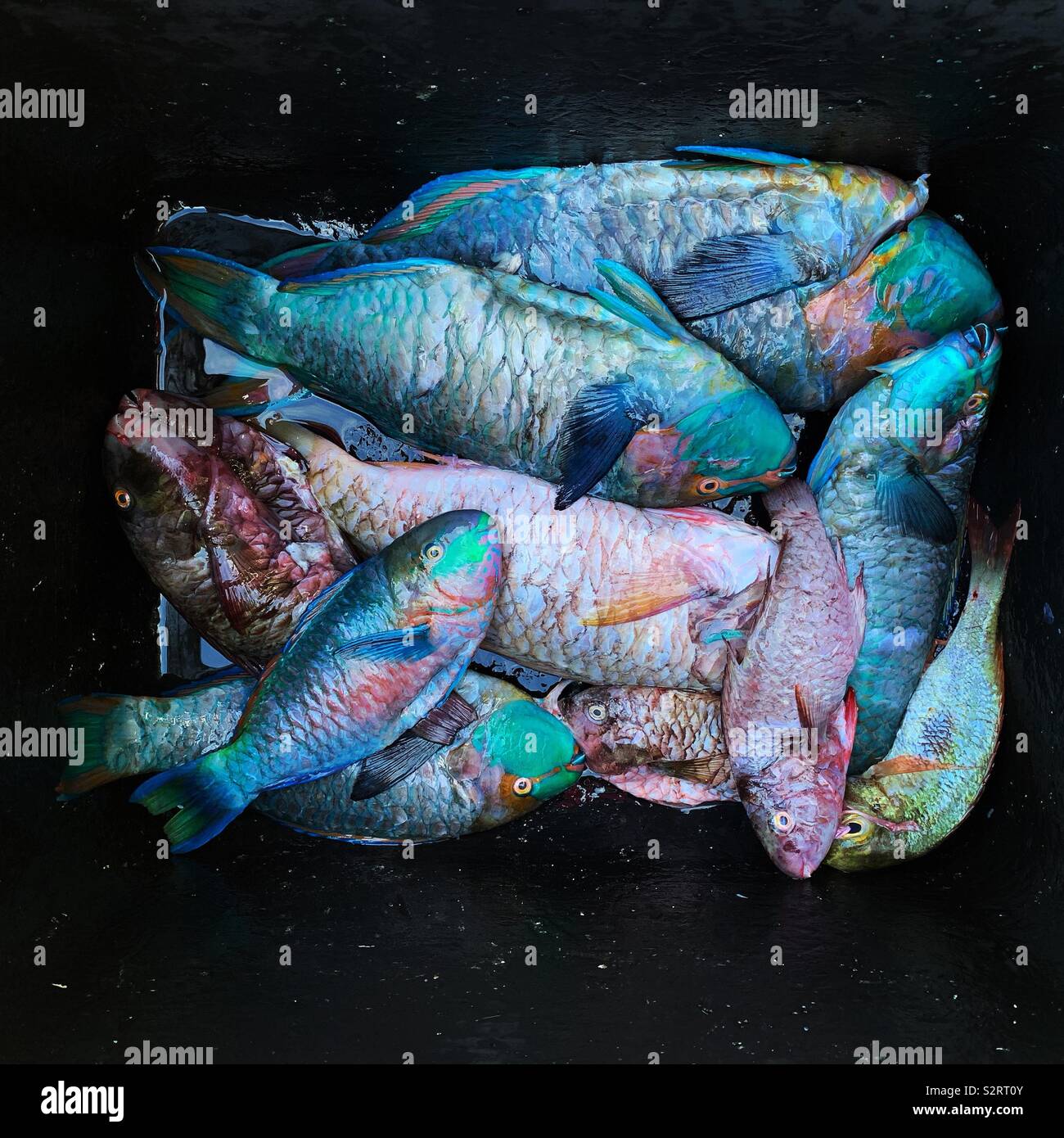 Poisson du jour Banque de photographies et d’images à haute résolution ...