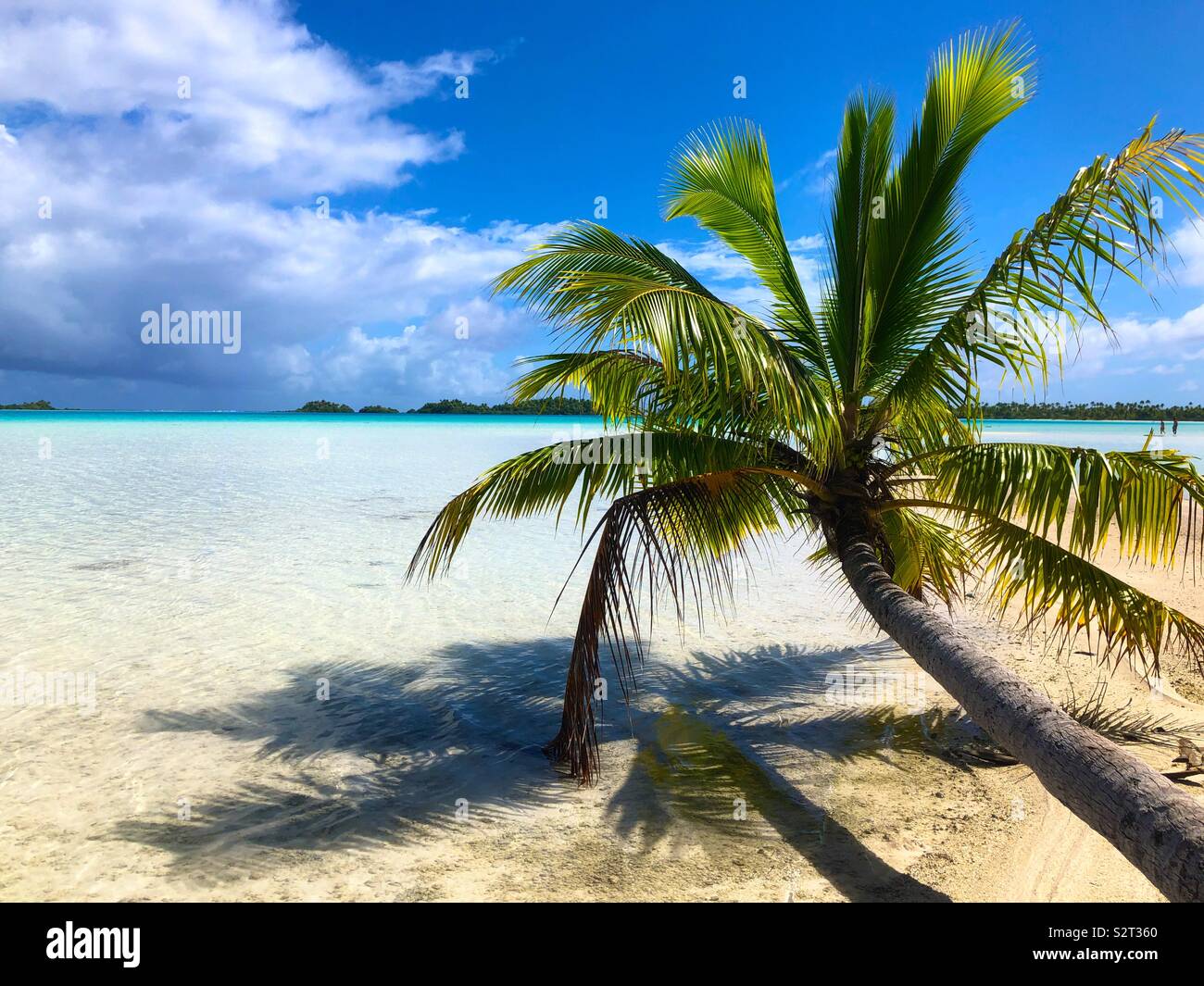 Cocotier penché Banque de photographies et d’images à haute résolution ...