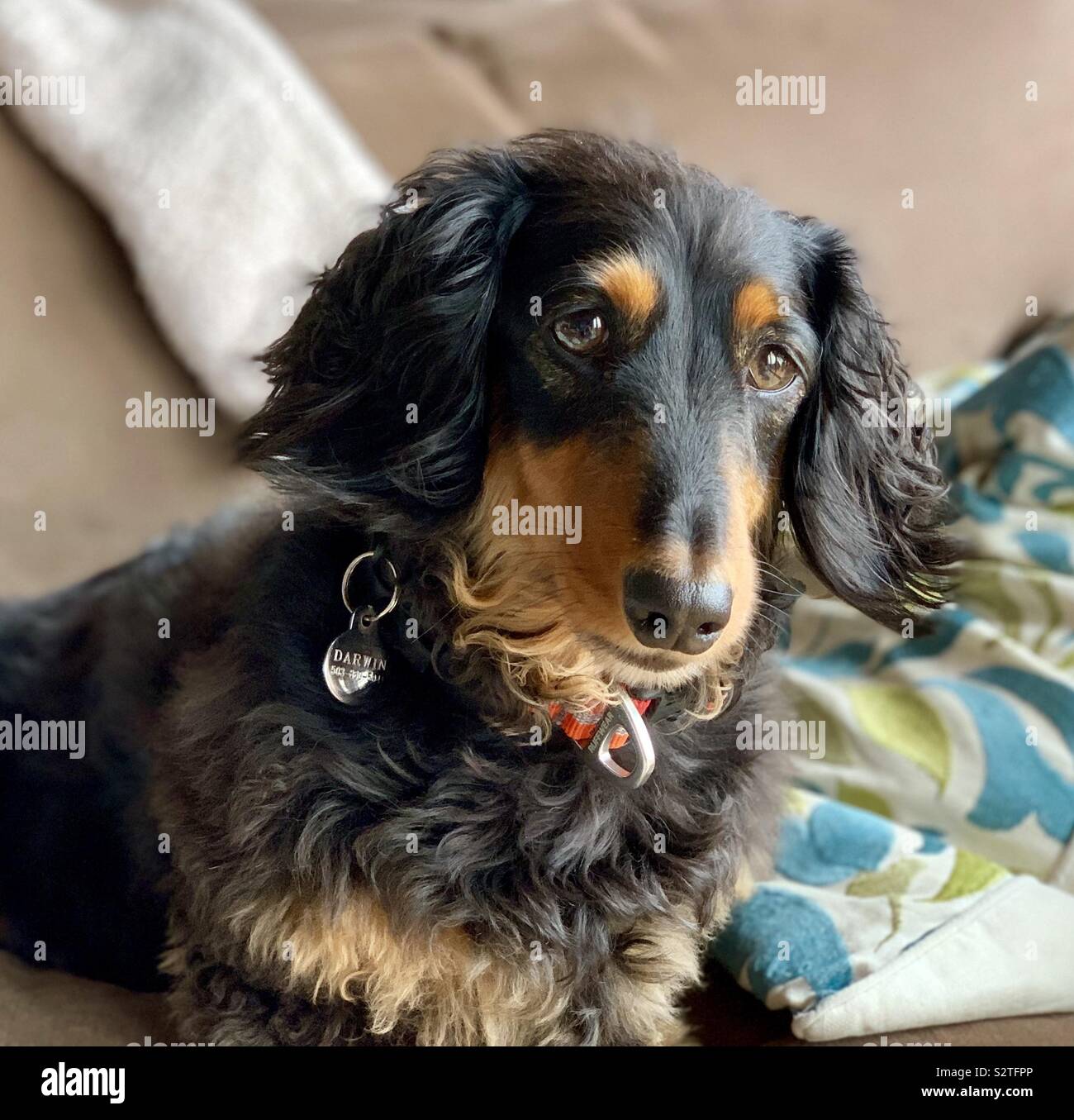 Teckels miniatures Banque de photographies et d’images à haute ...