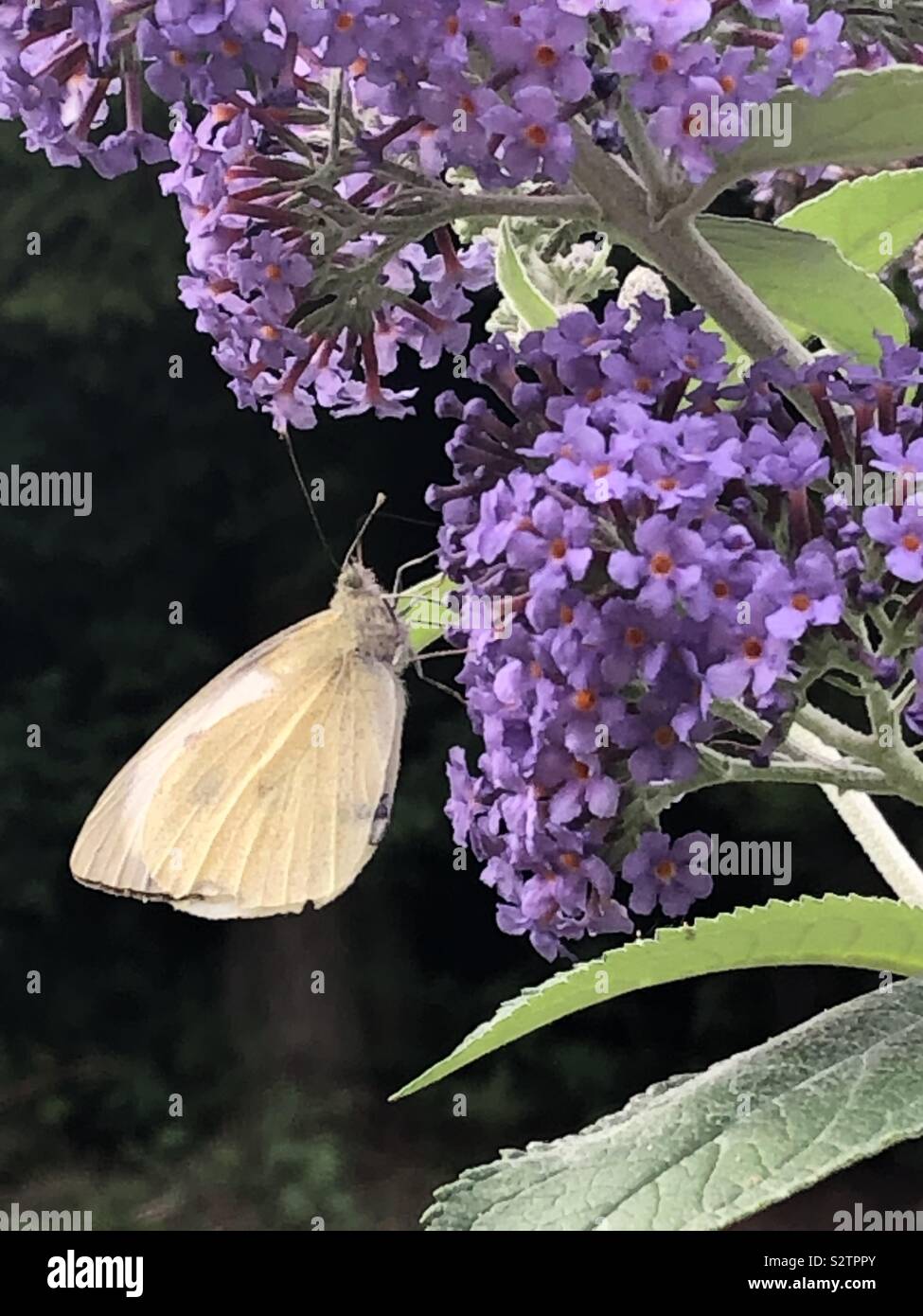 Mini beast Banque de photographies et d’images à haute résolution - Alamy