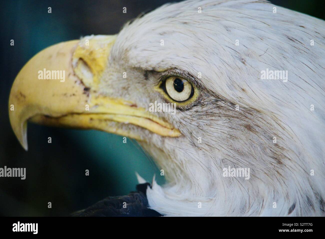 Zeus l'aigle Banque de photographies et d’images à haute résolution - Alamy