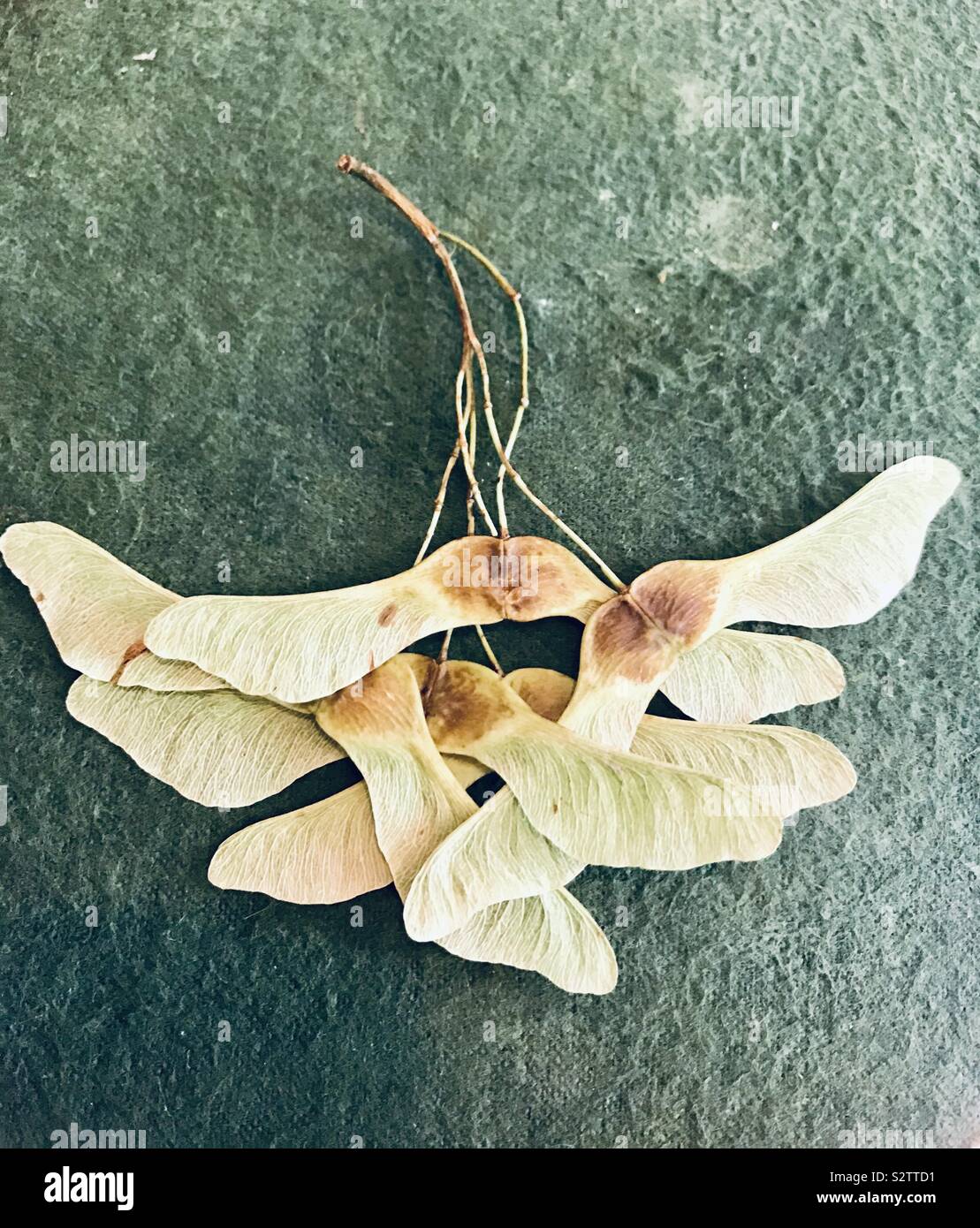 Graines de sycomore Banque de photographies et d’images à haute ...