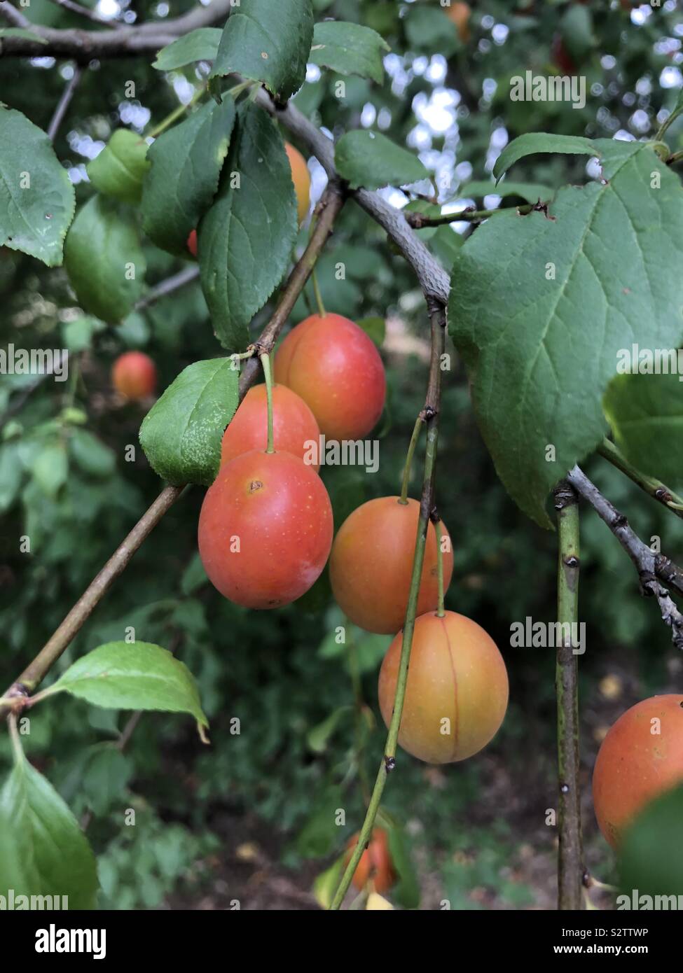 Fruits d automne Banque de photographies et d’images à haute résolution ...