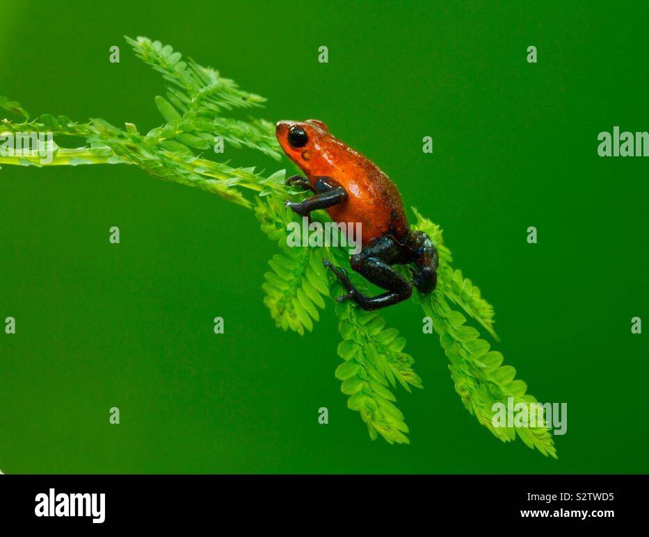 Grenouille rouge Banque de photographies et d’images à haute résolution ...