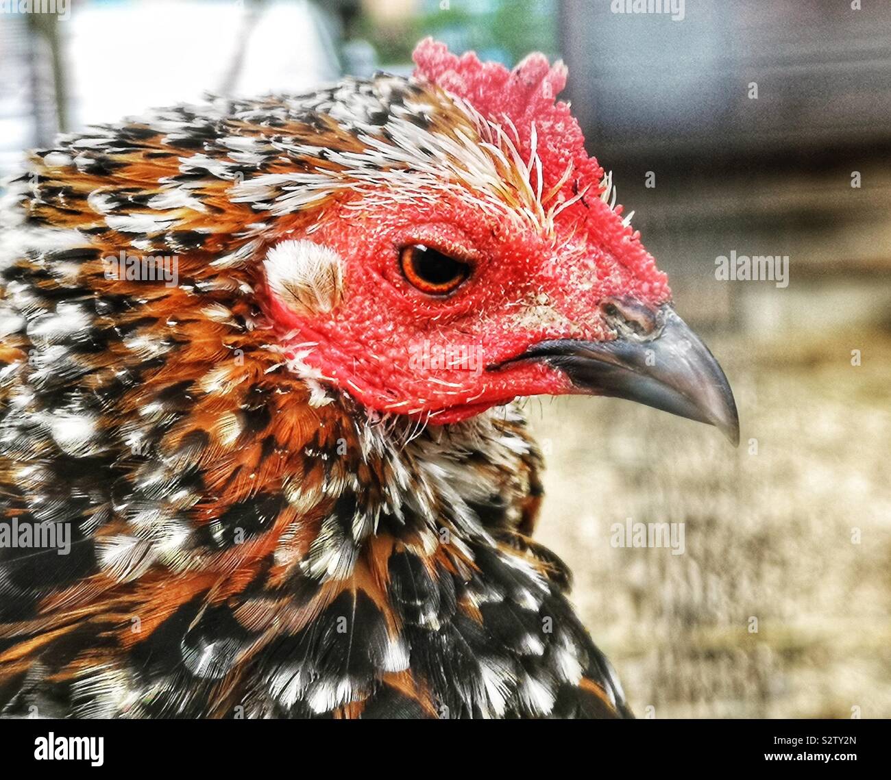 Poulet au chlore Banque de photographies et d’images à haute résolution ...