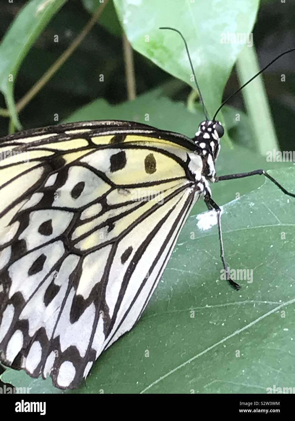 Papillon nymphe des arbres Banque de photographies et d’images à haute ...