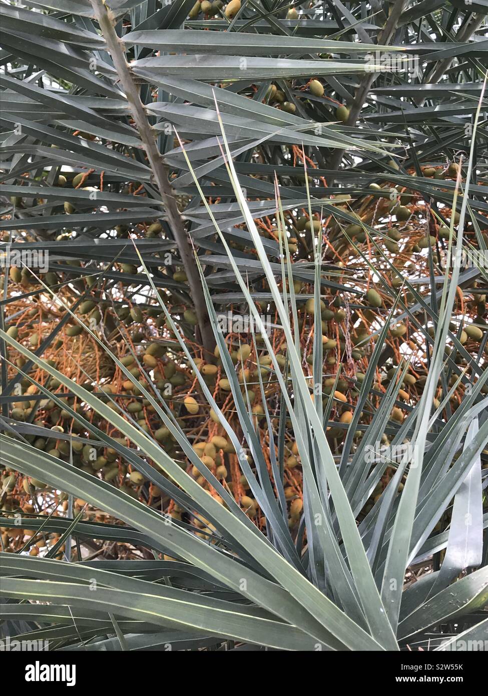 Dates sur un arbre Banque de photographies et d’images à haute ...