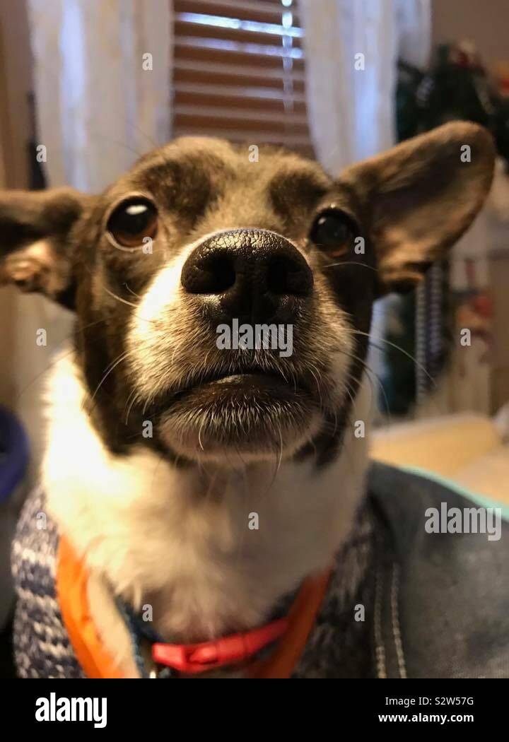 The odie Banque de photographies et d’images à haute résolution - Alamy