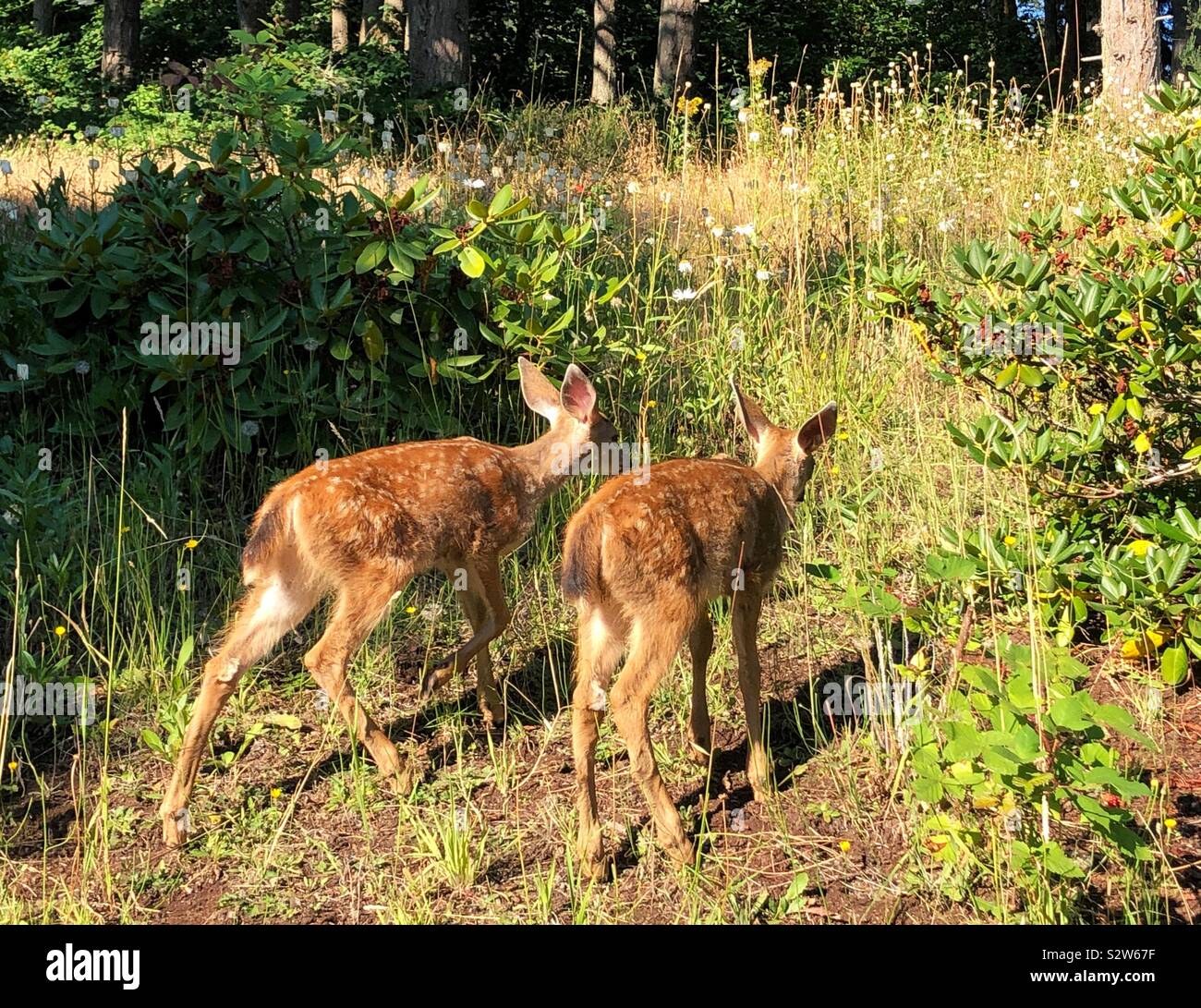 Les faons Banque de photographies et d’images à haute résolution - Alamy