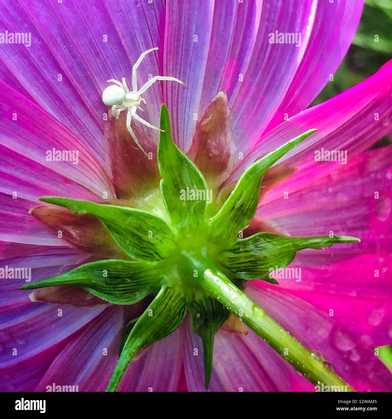 Spider on a flower Banque de photographies et d’images à haute ...