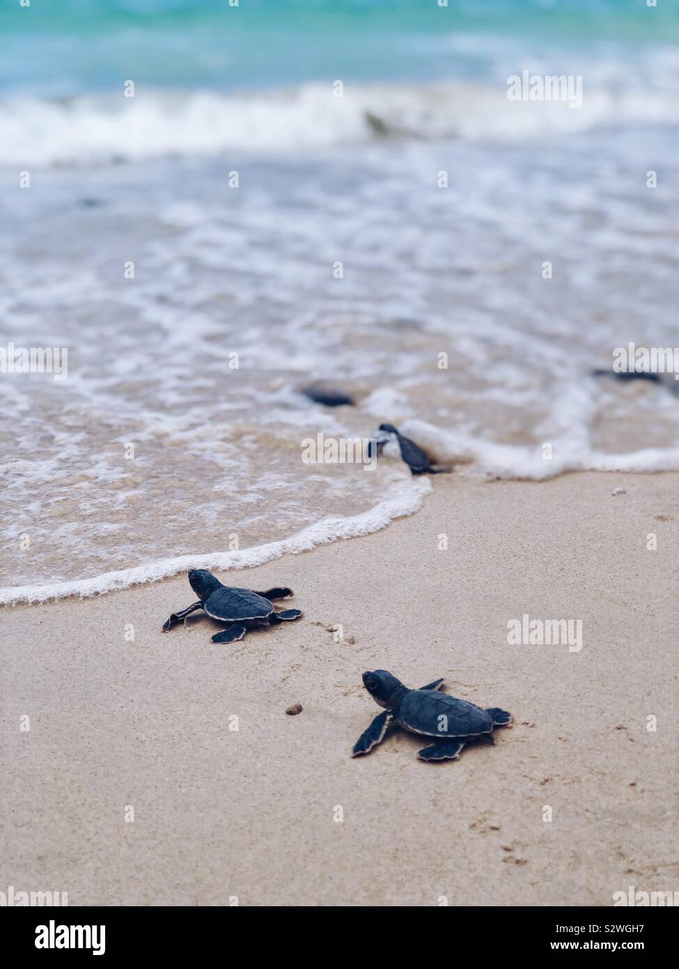 Bébés tortues Banque de photographies et d’images à haute résolution ...