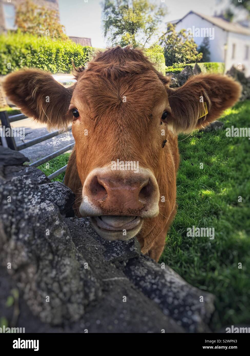 Visage de vaches Banque de photographies et d’images à haute résolution ...