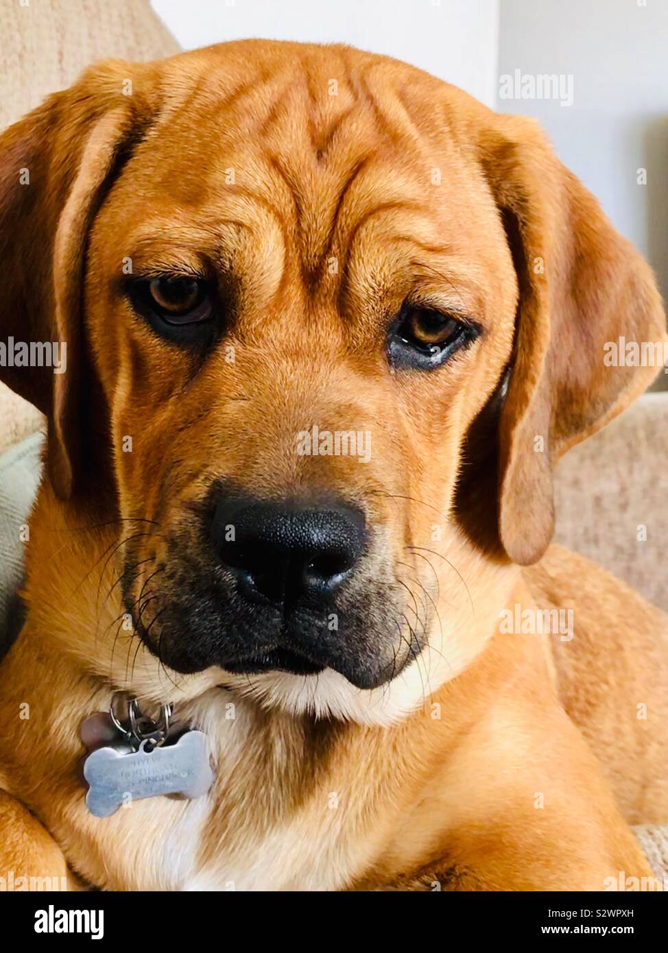 Carlin croisé Banque de photographies et d’images à haute résolution ...