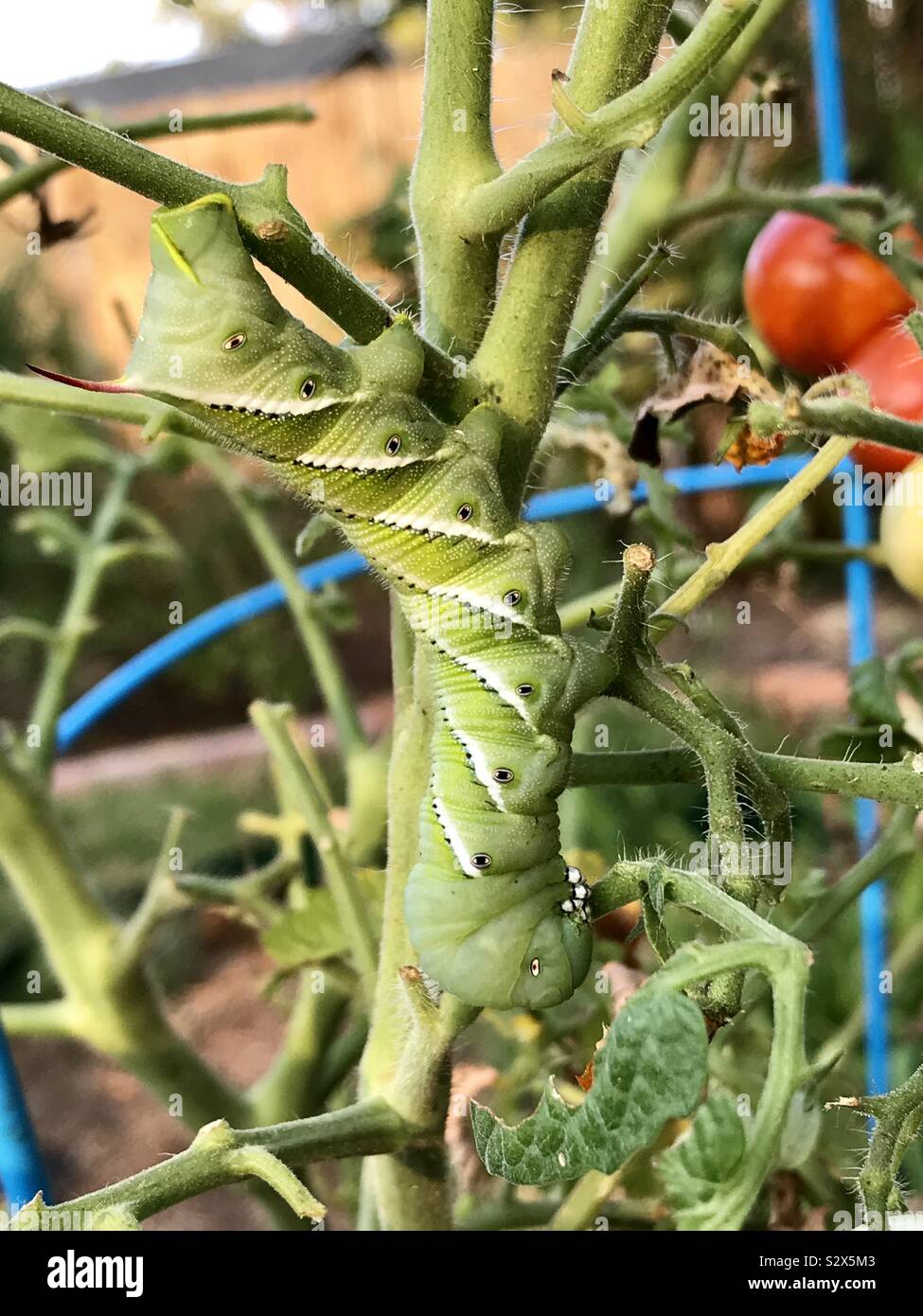 Tomate chenille du ver des cornes Banque de photographies et d’images à ...