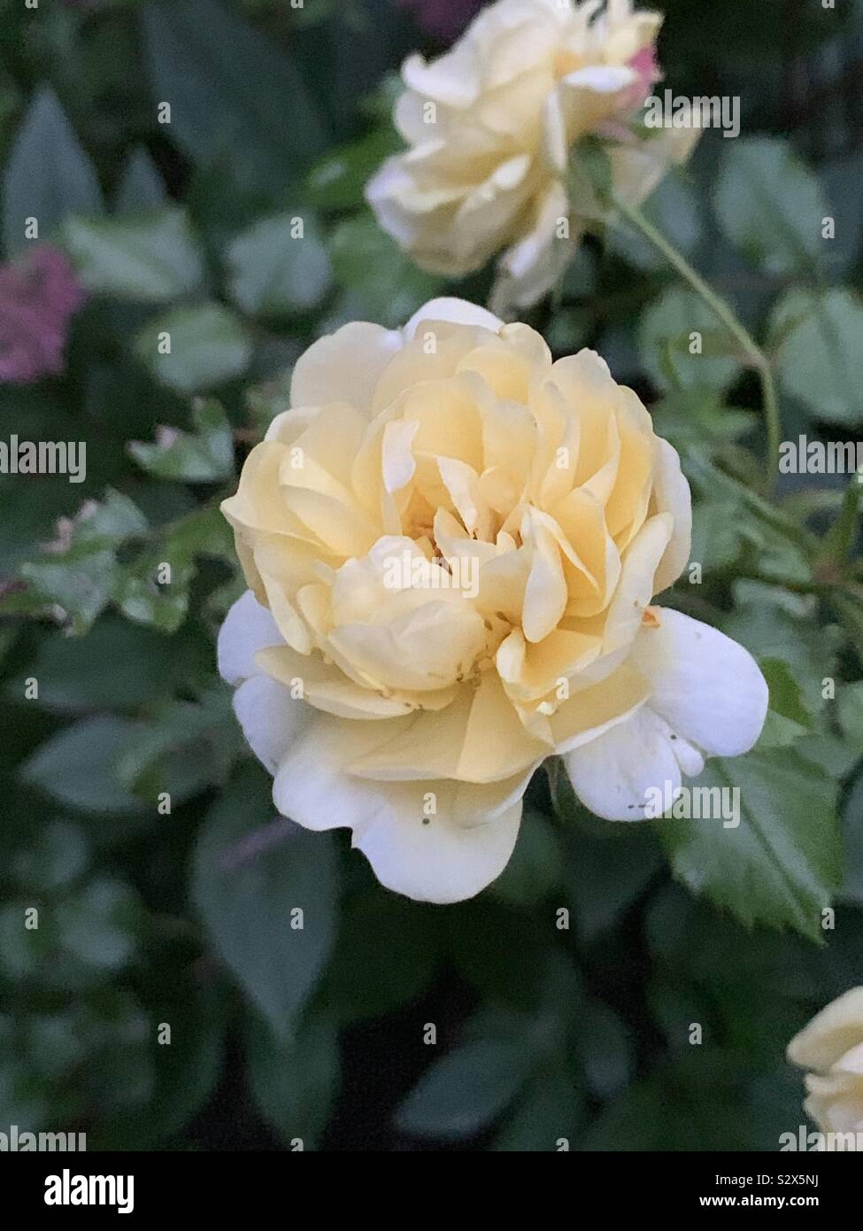 Une mer de fleurs Banque de photographies et d’images à haute ...