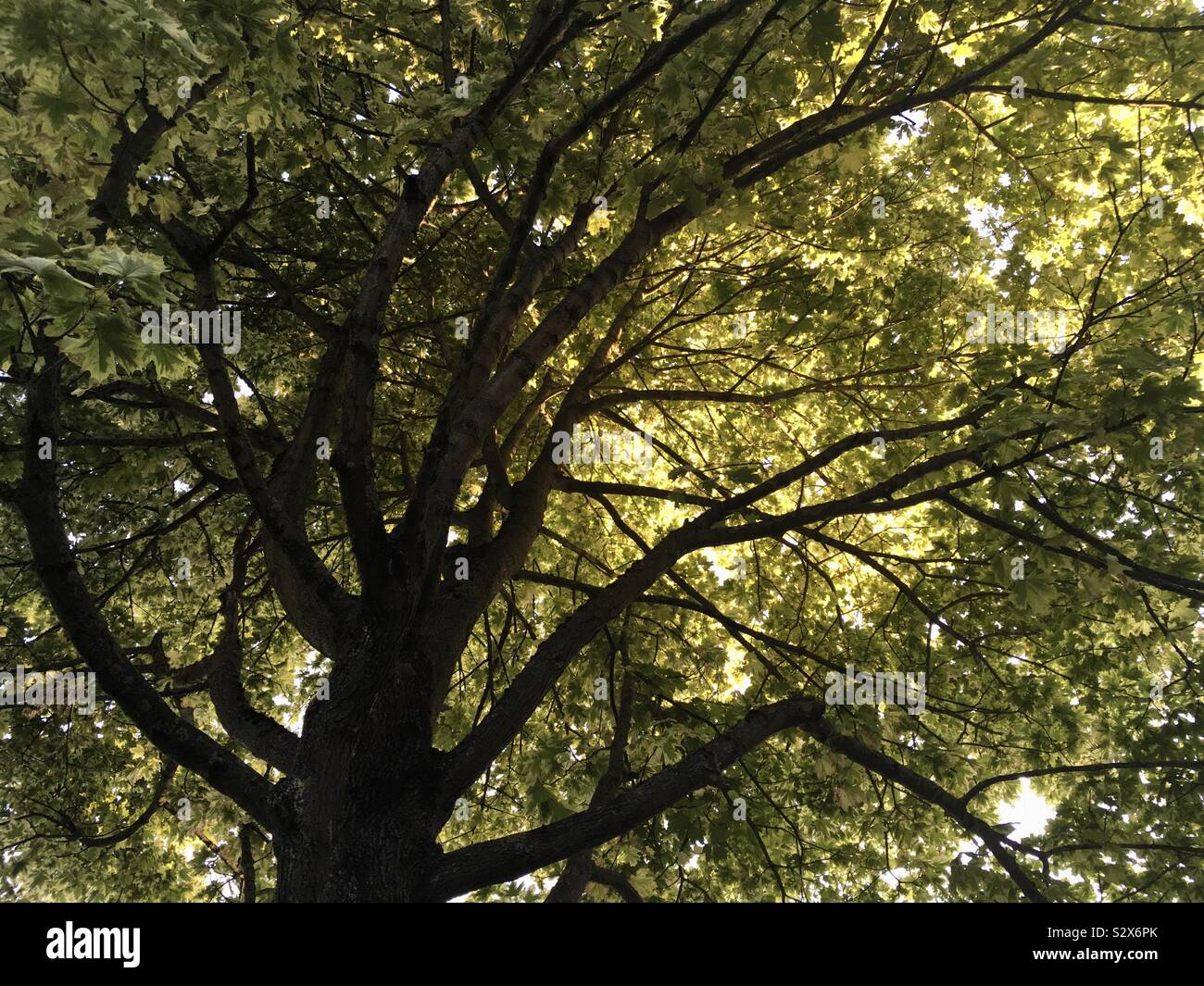 Bel arbre Banque de photographies et d’images à haute résolution - Alamy